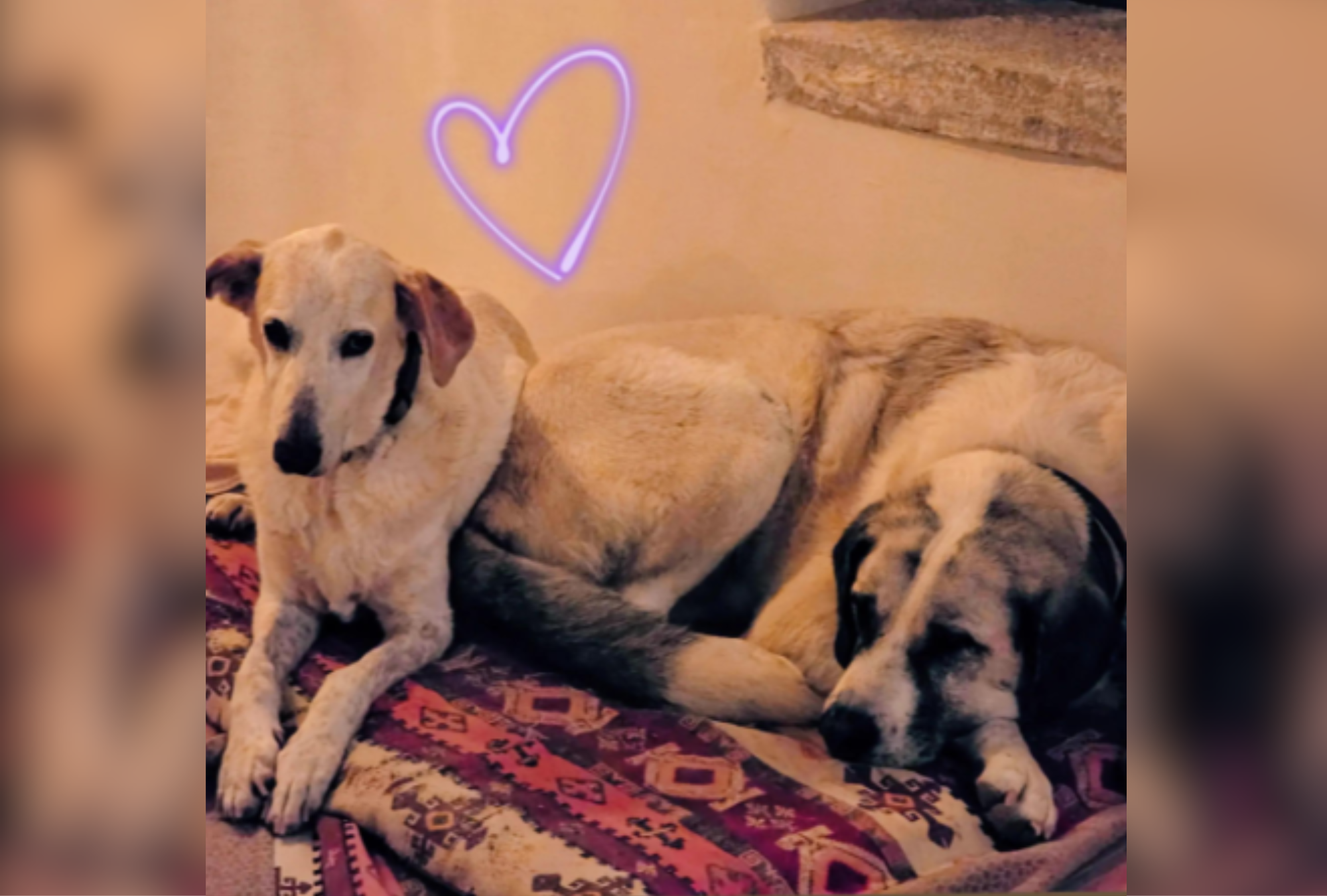 Two Adopted Dogs Go From Strangers to Family in 'Match Made in Heaven ...