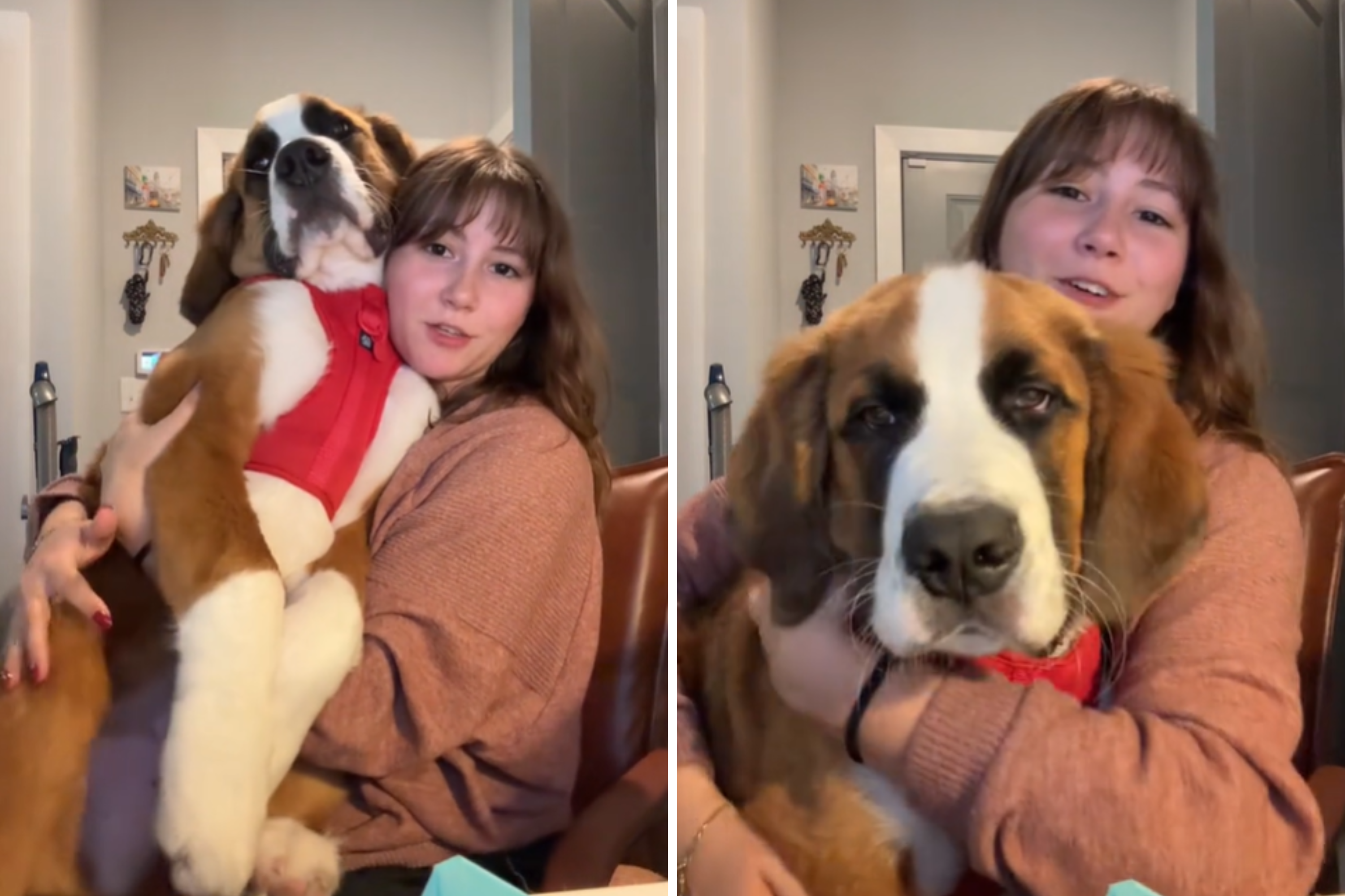 South Carolina woman shares viral video of her giant lapdog puppy | News Minimalist