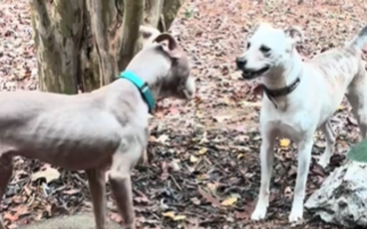 Tears as Family Pet Teaches Foster Pup 'How to Be a Dog' - Newsweek