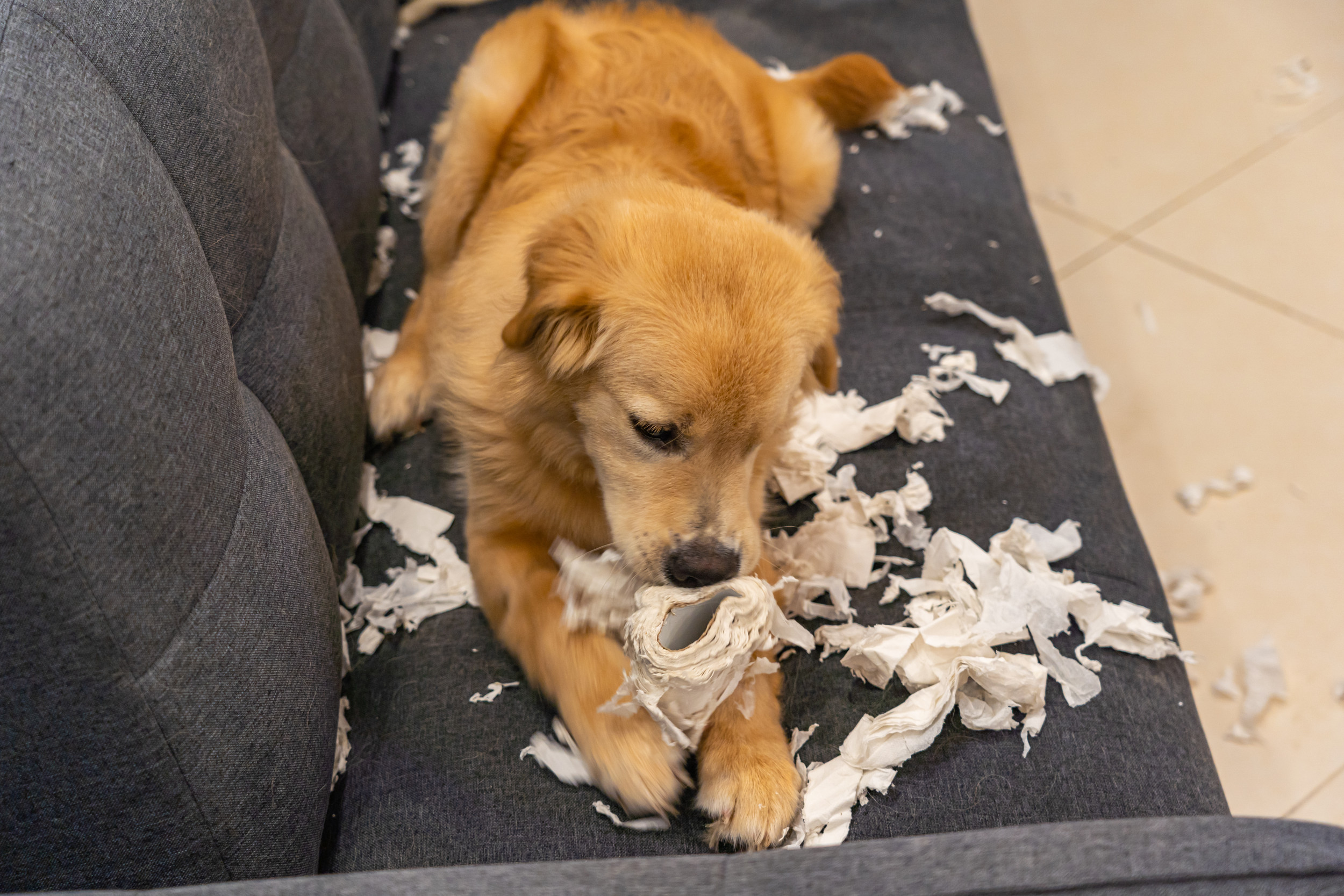 Dog That 'Thinks He's a Cat' Trashes Owner's Couch in Hilarious Clip ...