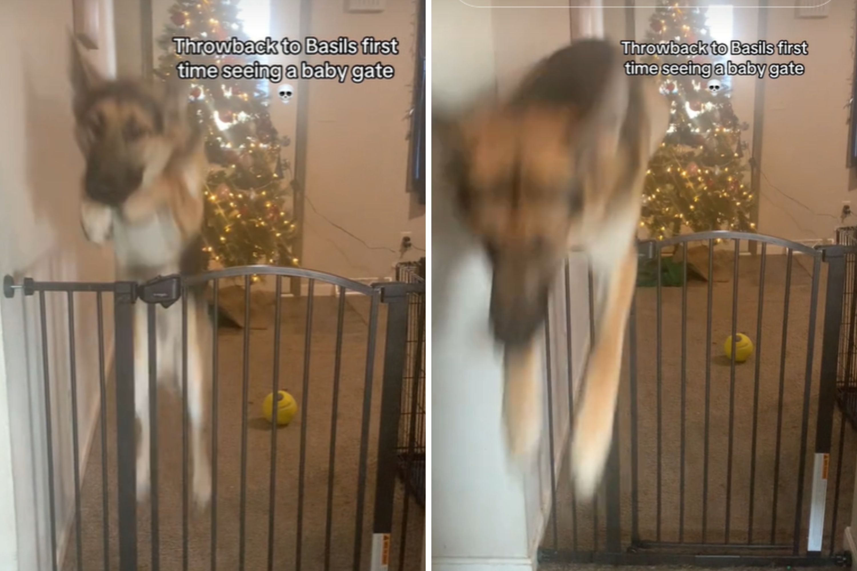 Dog Sees Baby Gate for the First Time, Owner Not Prepared for What He ...