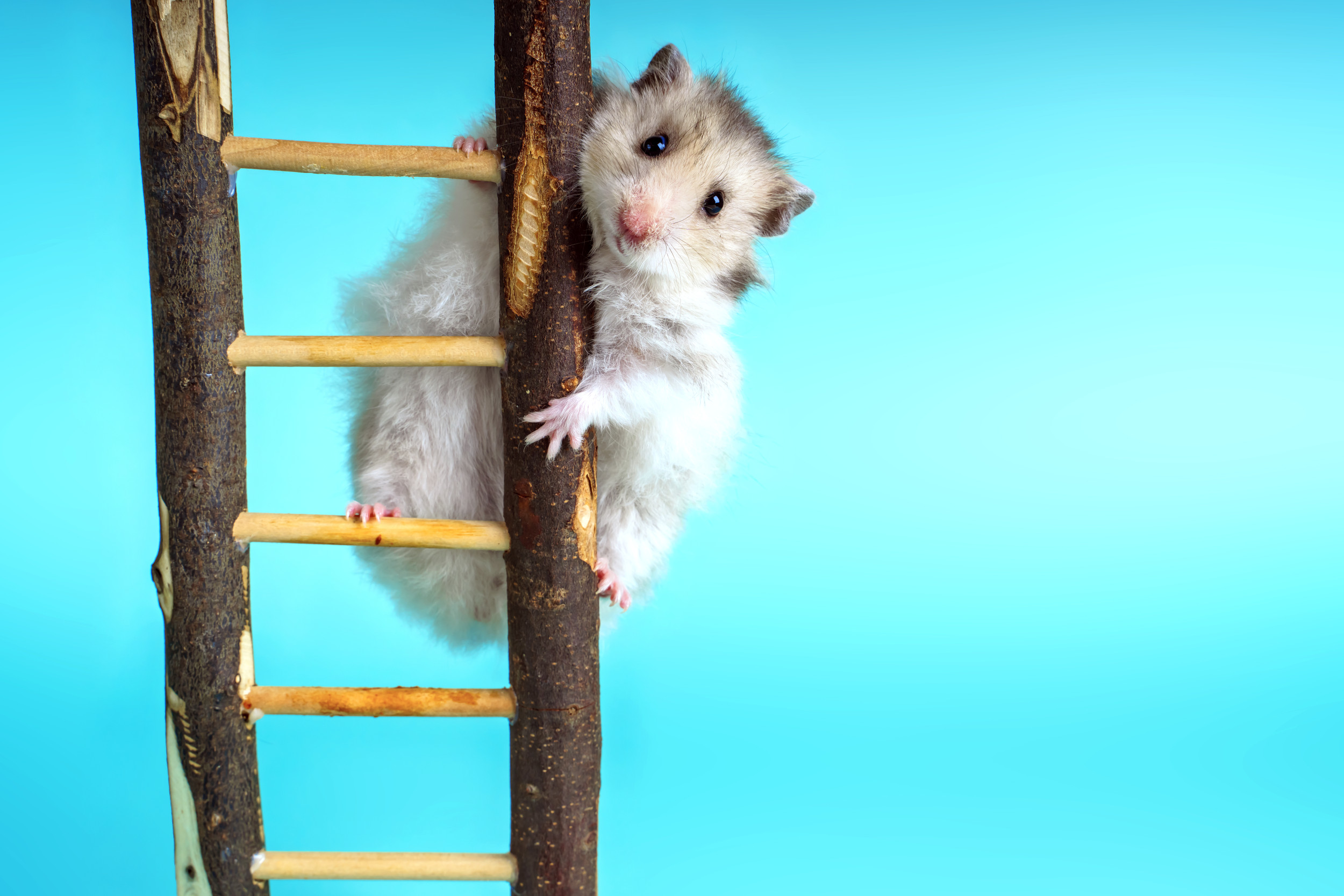 How Hamster Gets to Bed Every Night Delights Internet: 'Scaling Everest ...