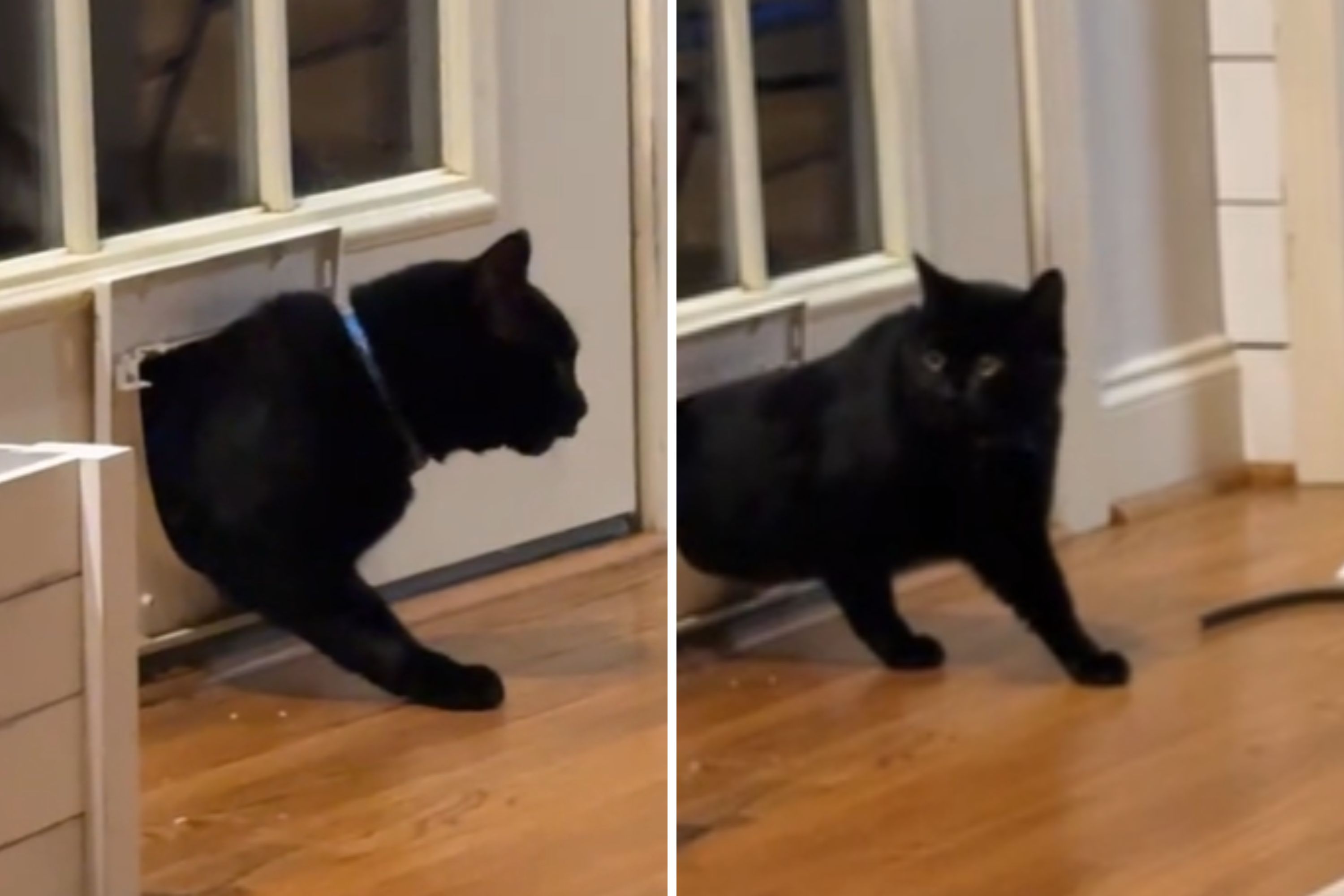 Cat Sneaks Into Home Through Pet Door, Fails Hilariously at Fitting In ...