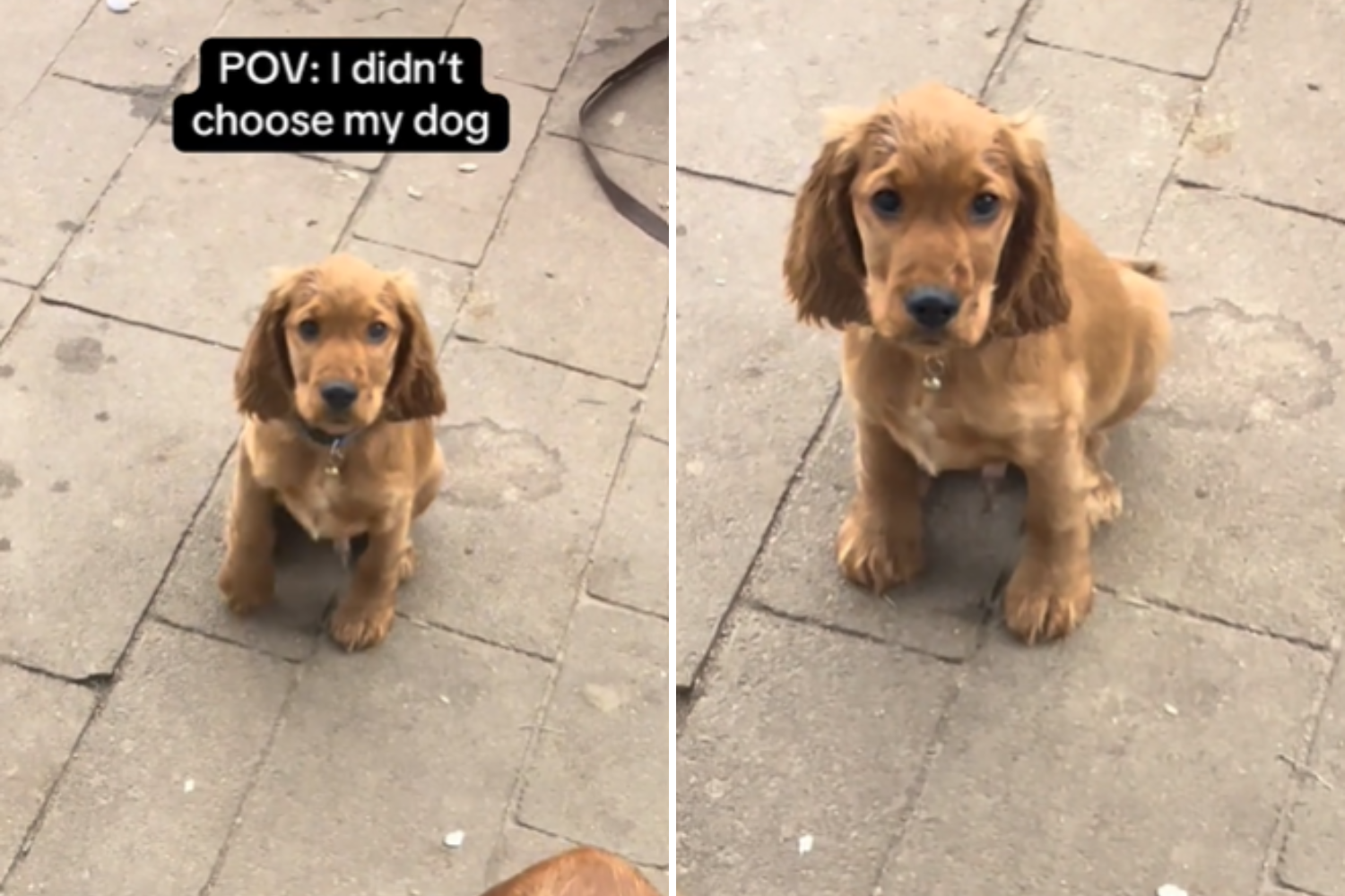 Man Shares Moment Cocker Spaniel Puppy Chose Him: 'Point of No Return ...