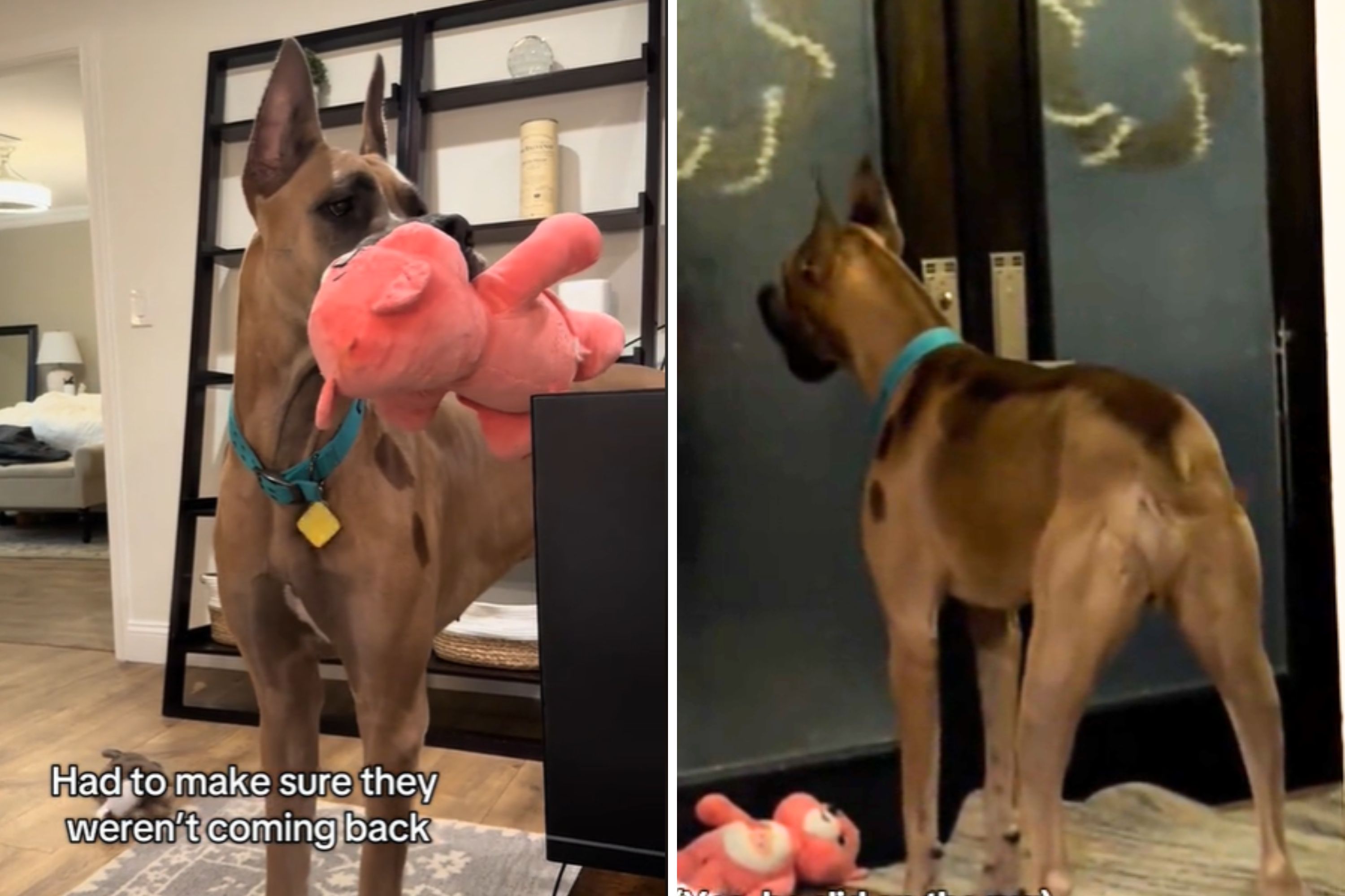 Doorbell Rings, Giant Great Dane 'Unsure' Whether to Defend or Bring ... Doorbell Rings, Giant Great Dane 'Unsure' Whether to Defend or Bring ...
