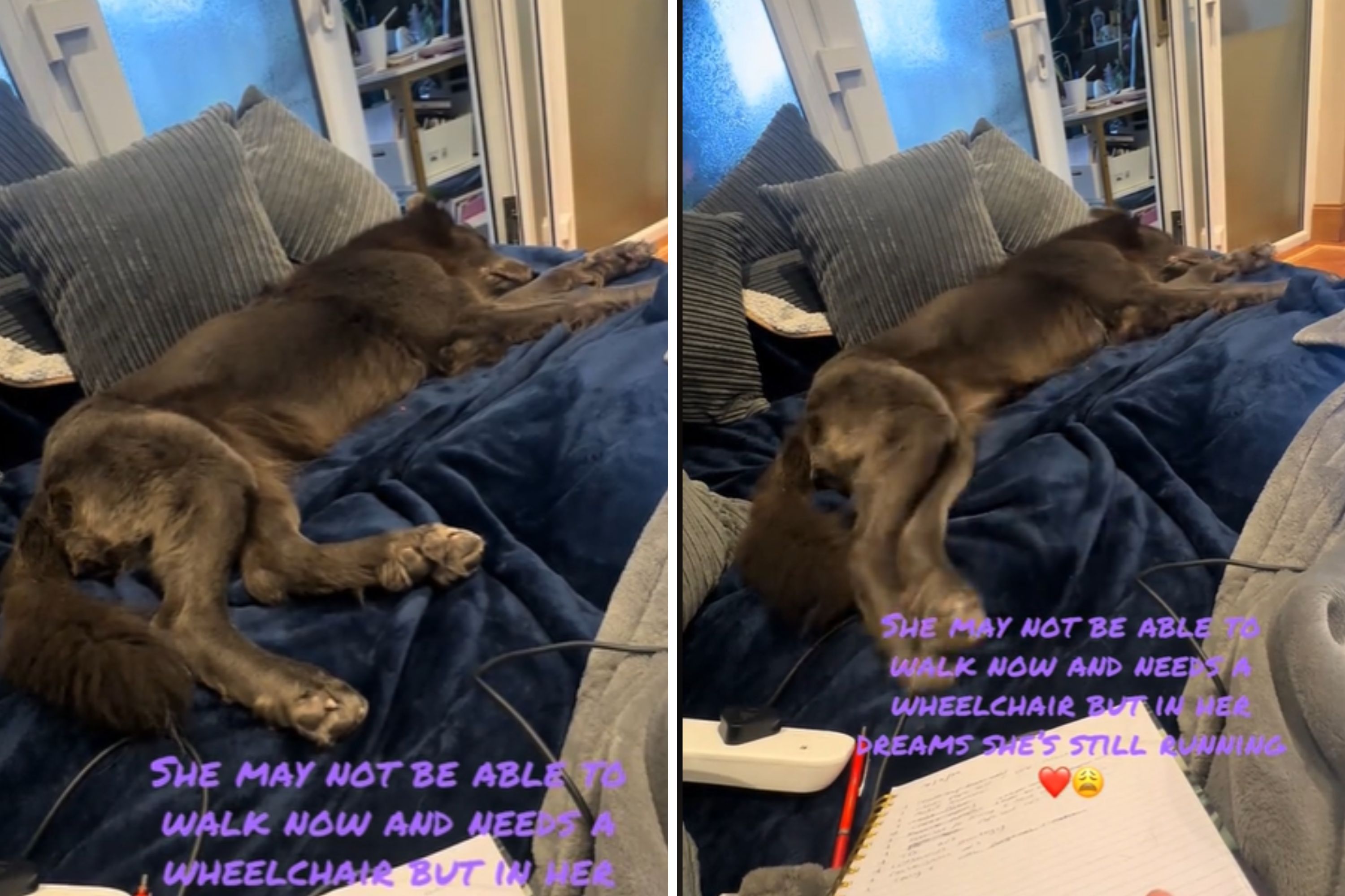 Tears As Disabled Dog Who Can't Use Back Legs Still Runs 'In Her Dreams ...