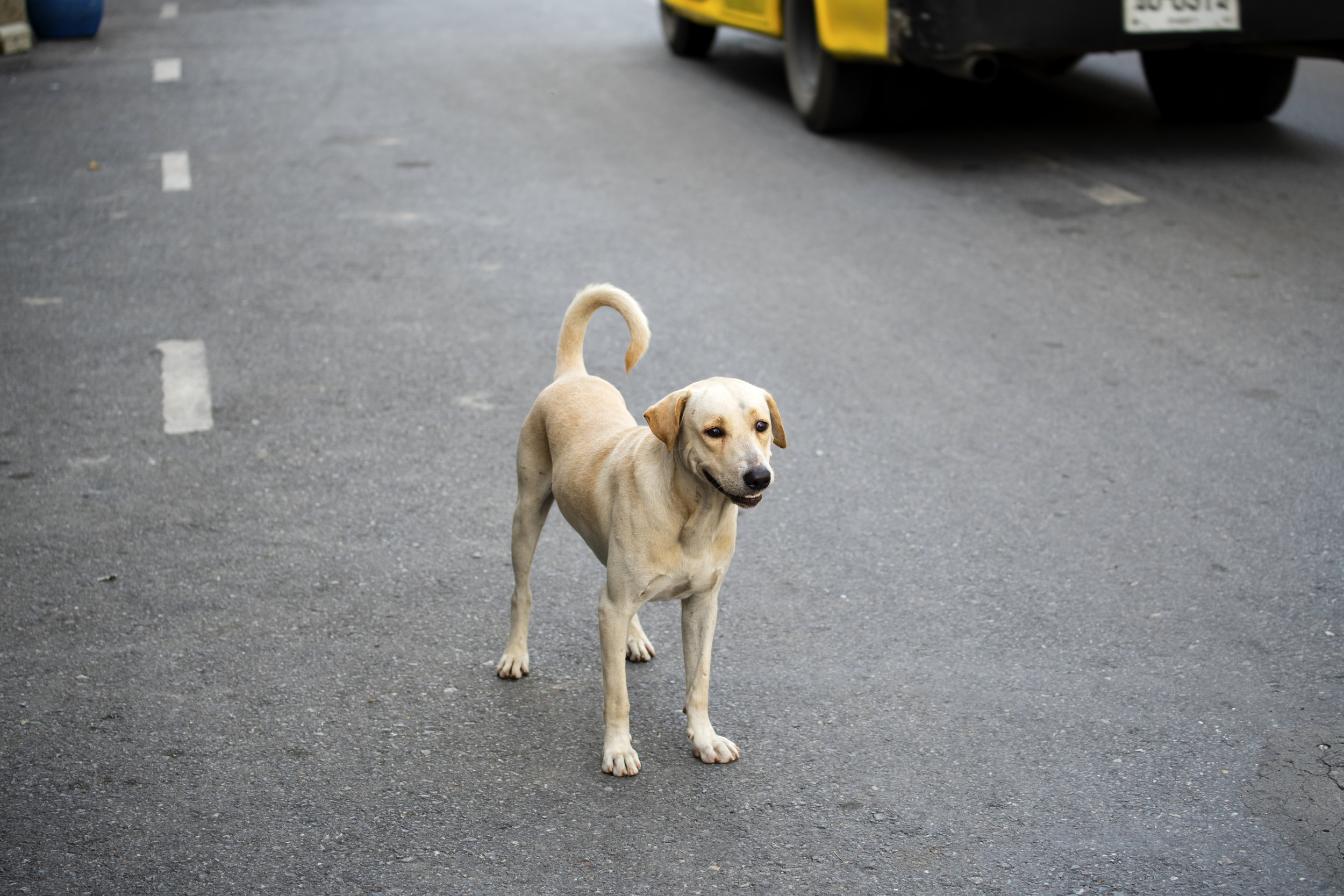 Stray Dog Chases Down Woman's Car, Tears Over What Happens Next - Newsweek