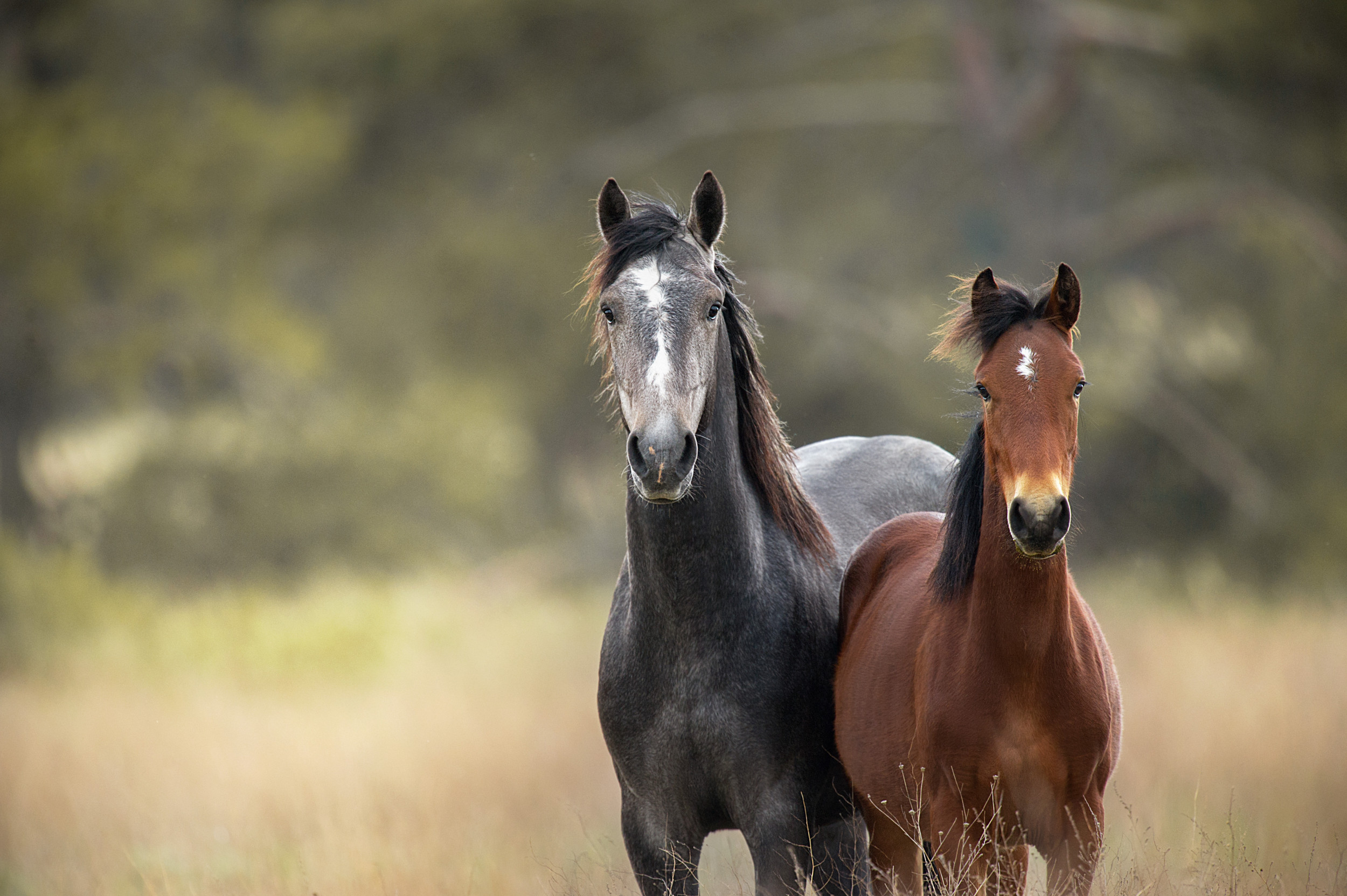Moment Overprotective Horse Steps in To Help Woman Struggling - Newsweek