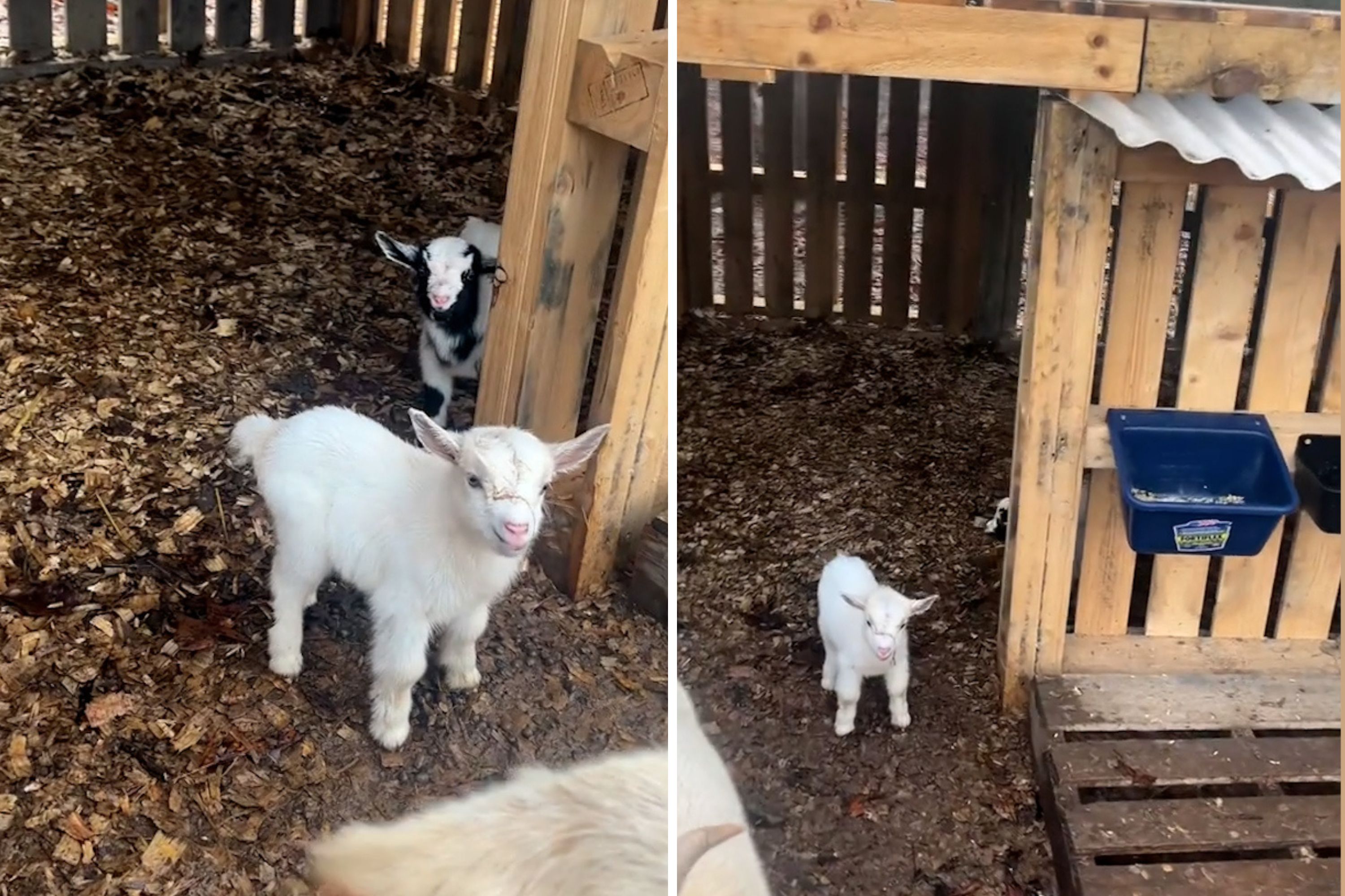 Pregnant Goat Gives Birth During Night, Hearts Melt as Owner Finds ...