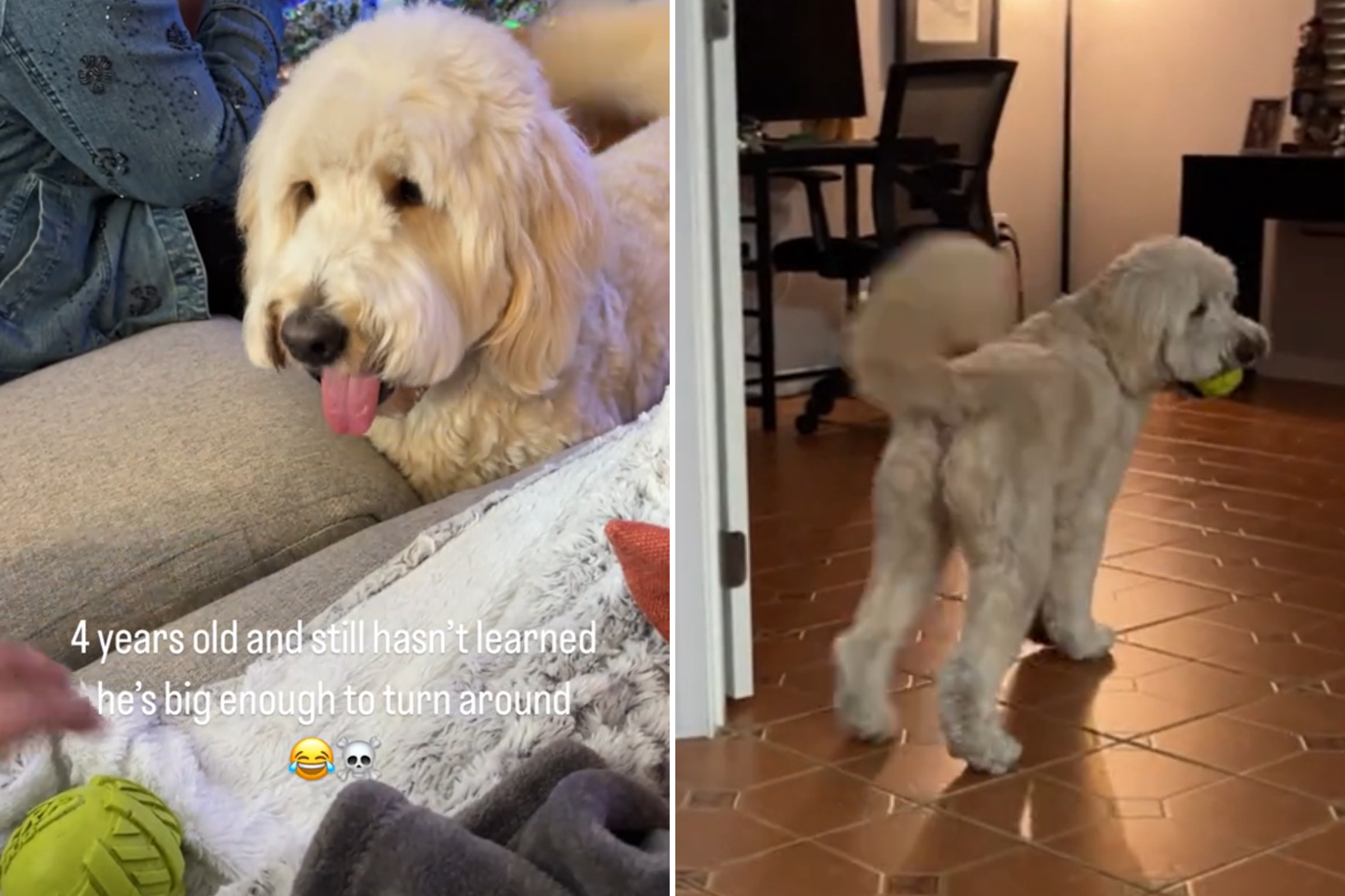 Laughter as Dog Doesn't Know How to Turn Around, Has Ingenious ...