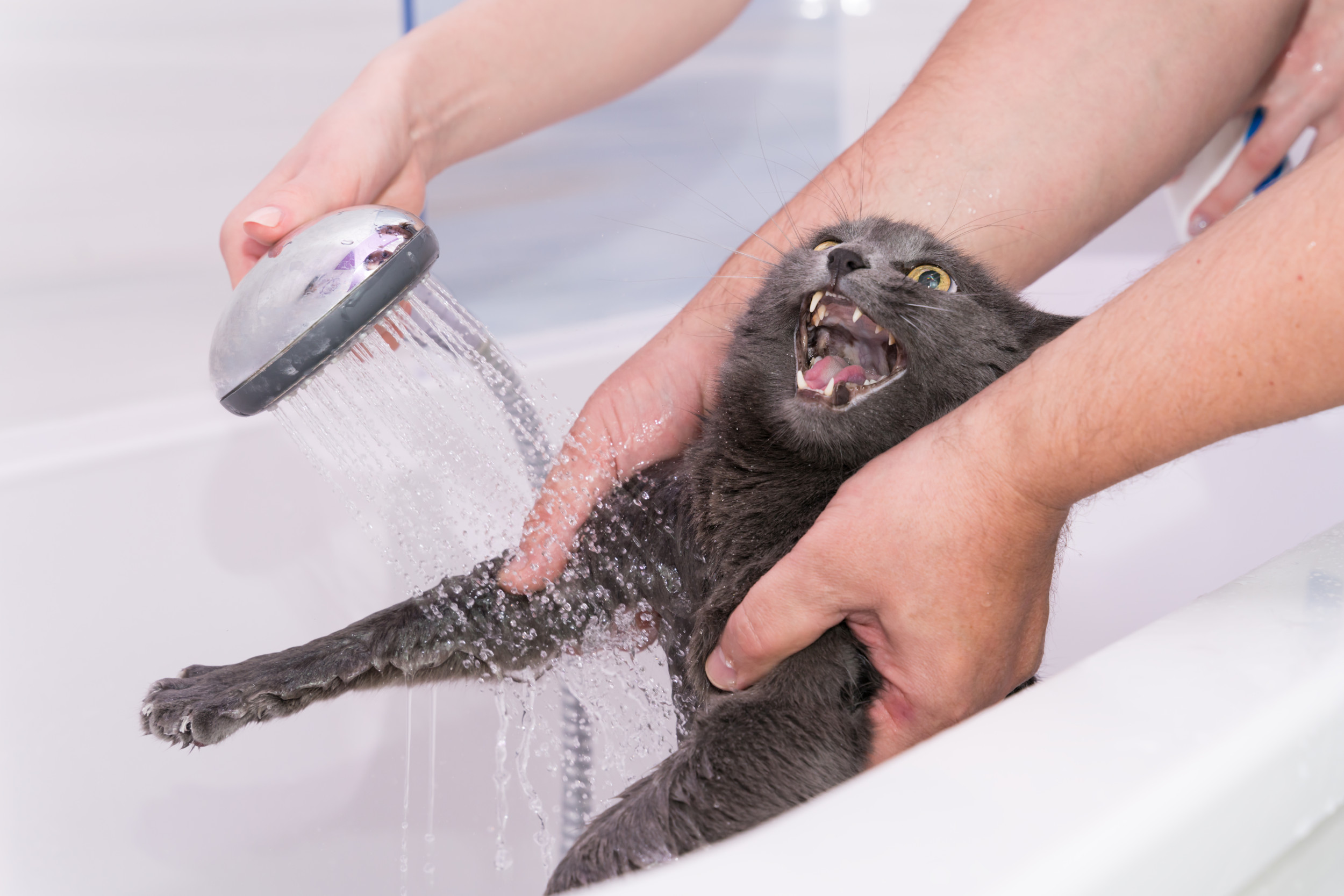 Cat Desperately Trying To Escape Bath Time Leaves Internet in Stitches - Newsweek