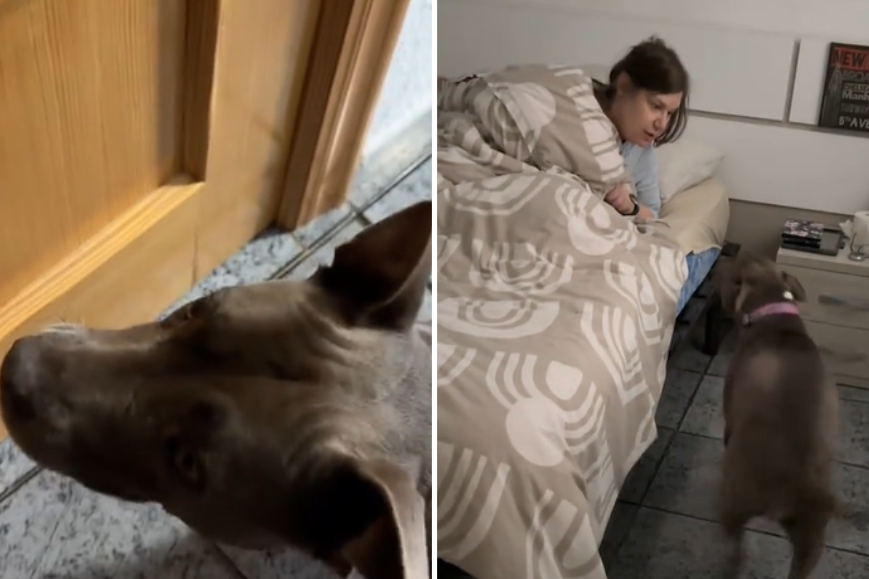 Hearts Melt for Worried Dog Crying Outside Bedroom To Check on 'Grandma ...