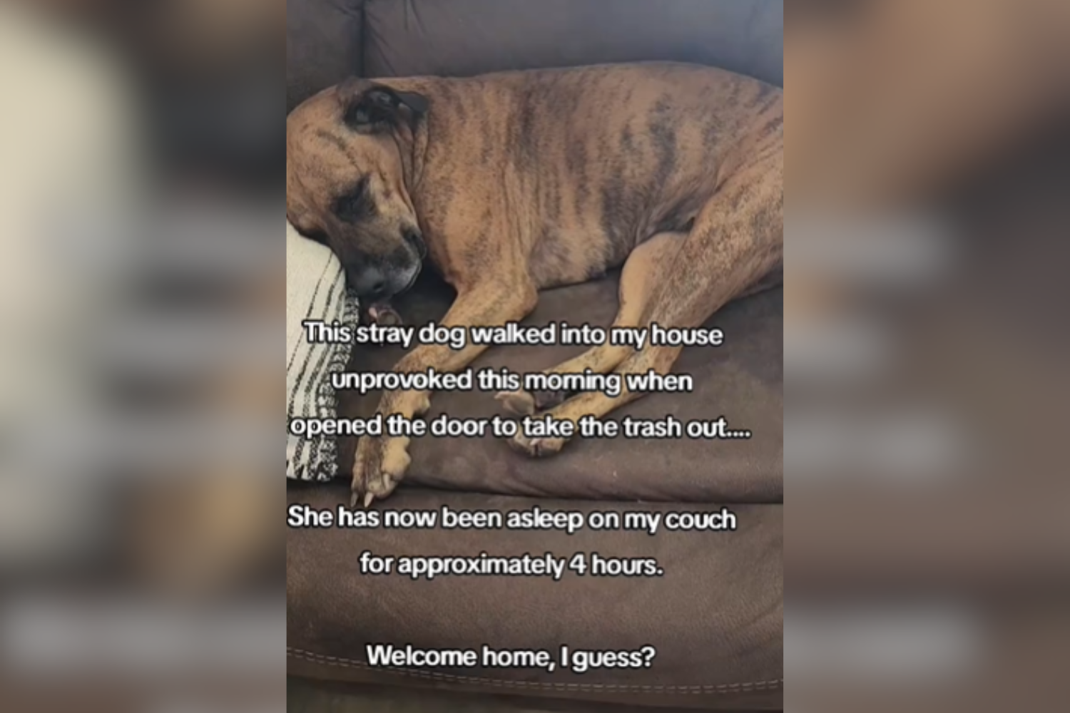 Stray Dog Walks Into Woman's House, She Knows What to Do: 'Welcome Home ...