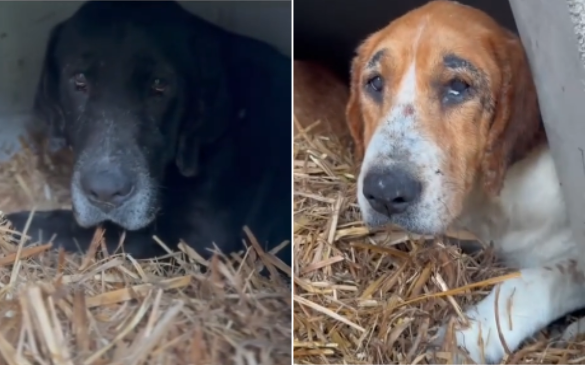 Devastated Dogs Abandoned Like 'Unwanted Trash' After Owner Passed Away ...