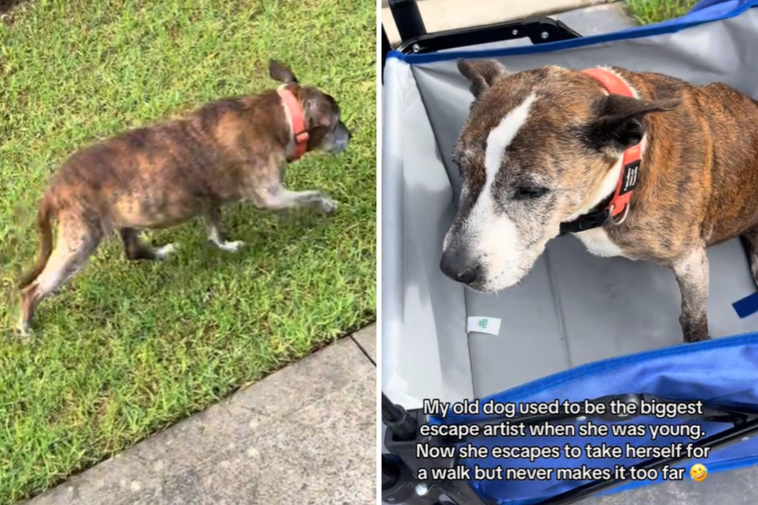 How Owner of 'Escape Artist' Dog Keeps That Spirit Alive at 16 Years ...