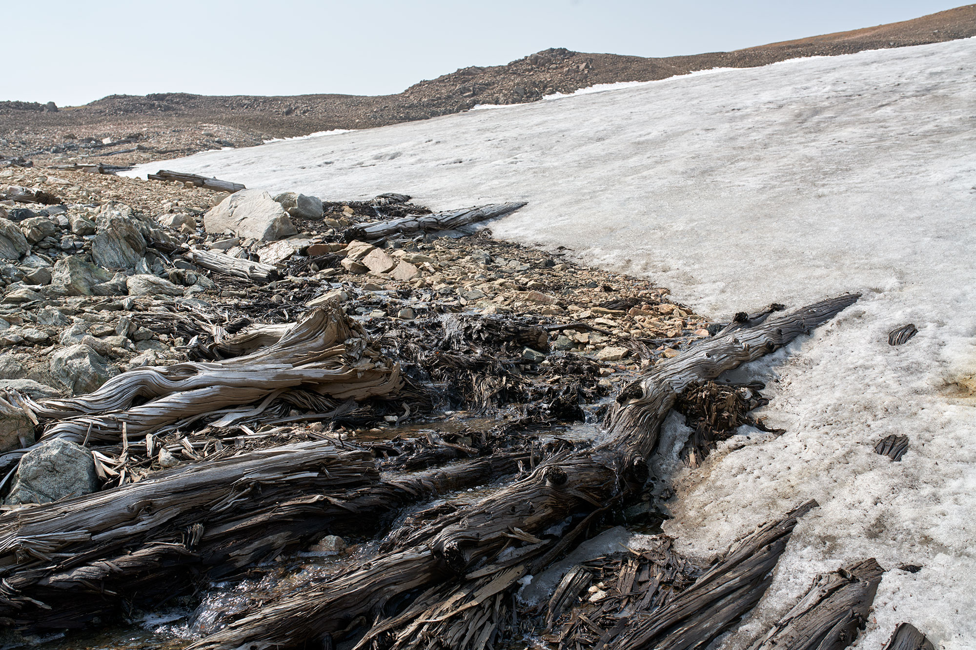 6,000-Year-Old Pine Forest Revealed Under Melting Yellowstone Ice ...