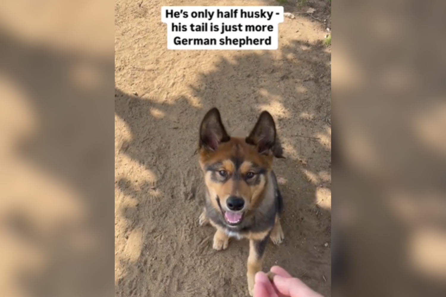 German Shepherd and Husky mix Dexter goes viral for his fluffy tail and ...