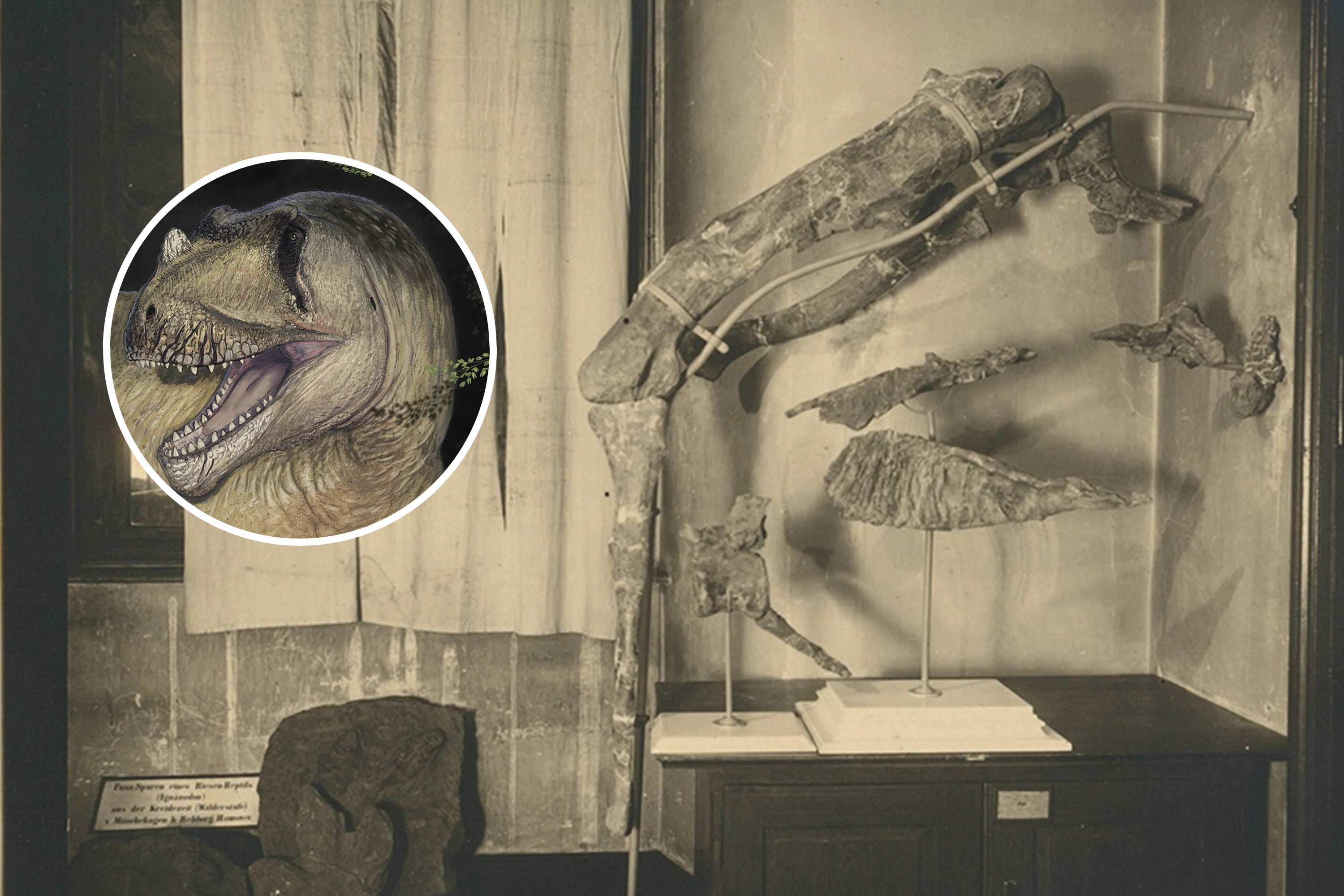 Secrets of Dinosaur Lost in WWII Bombing Revealed - Newsweek