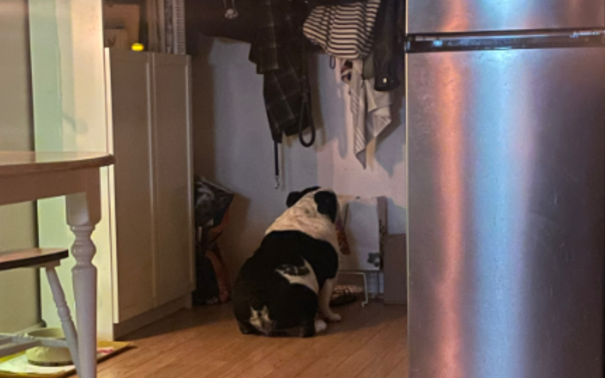 Laughter at Why Dog Goes to Corner of Room Each Night at 8 p.m.—and ...