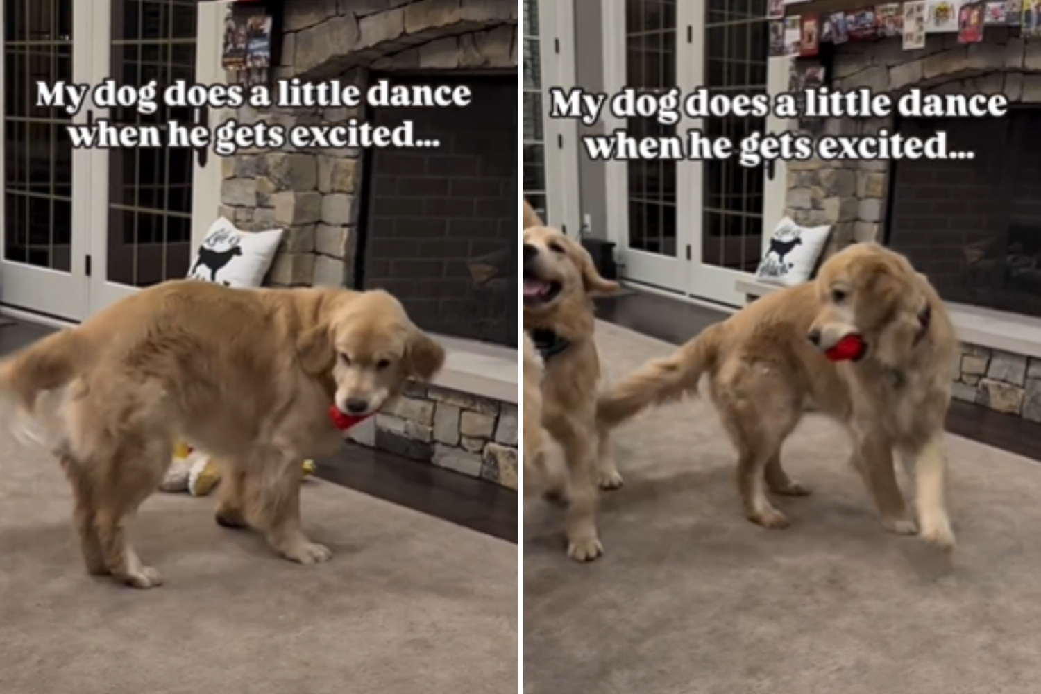 Delight Over Golden Retriever's 'Little Dance' Whenever He Gets Excited ...