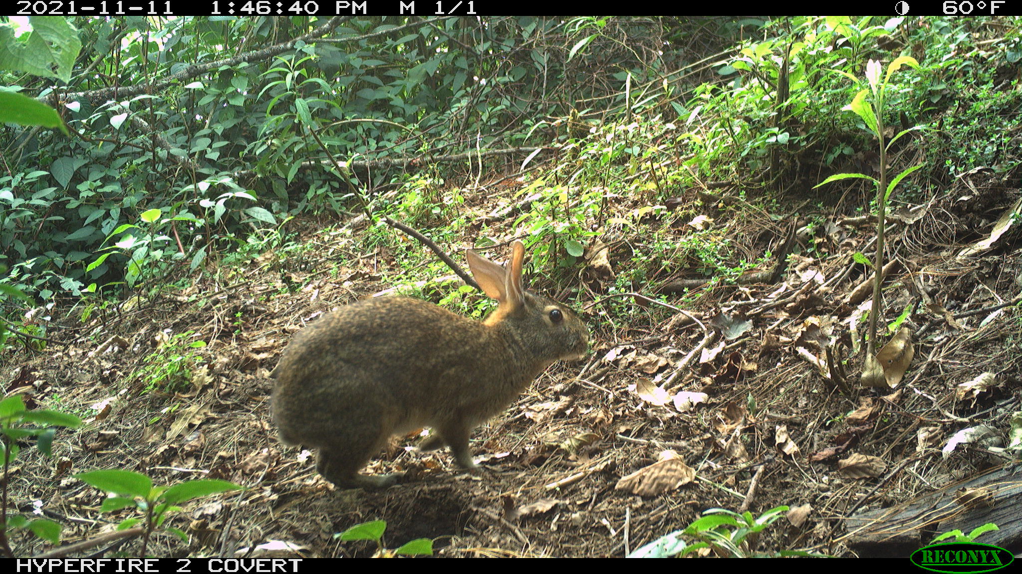 Rabbit Lost for 120 Years Found Hopping Around in the Mountains - Newsweek