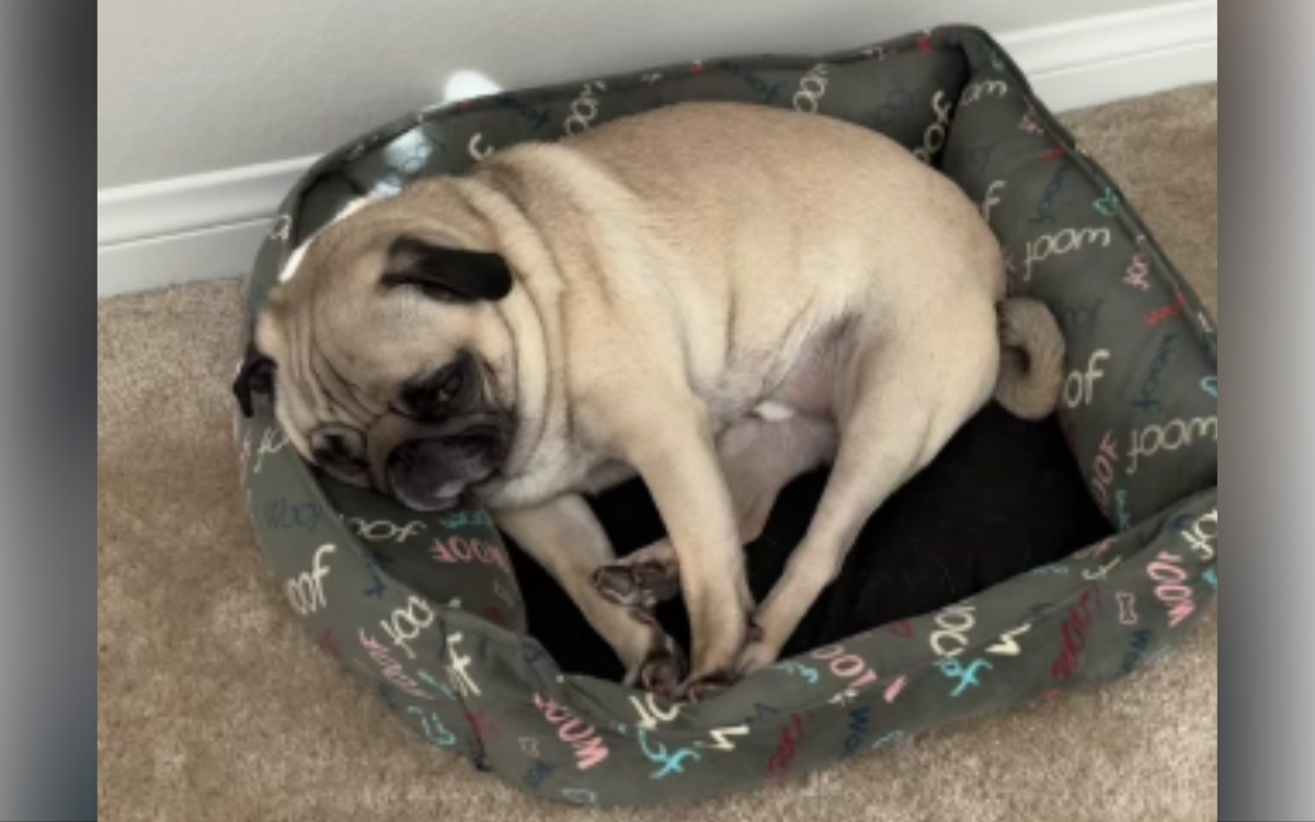 Hysterics Over What Pug Does 'Every Single Time' Owner Leaves the House ...