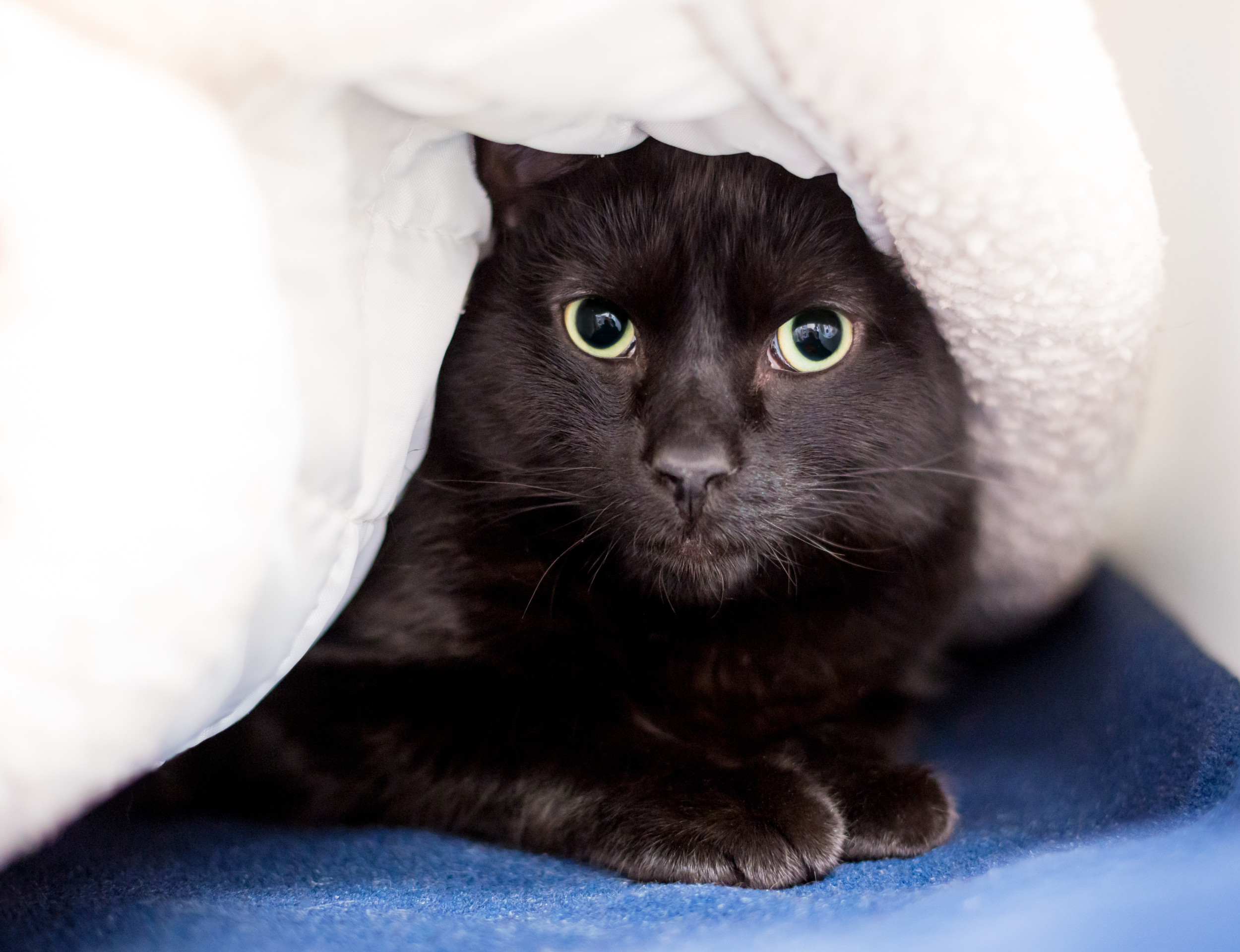 Cat Missing for 9 Hours, Internet Can't Cope With His Reaction When ...