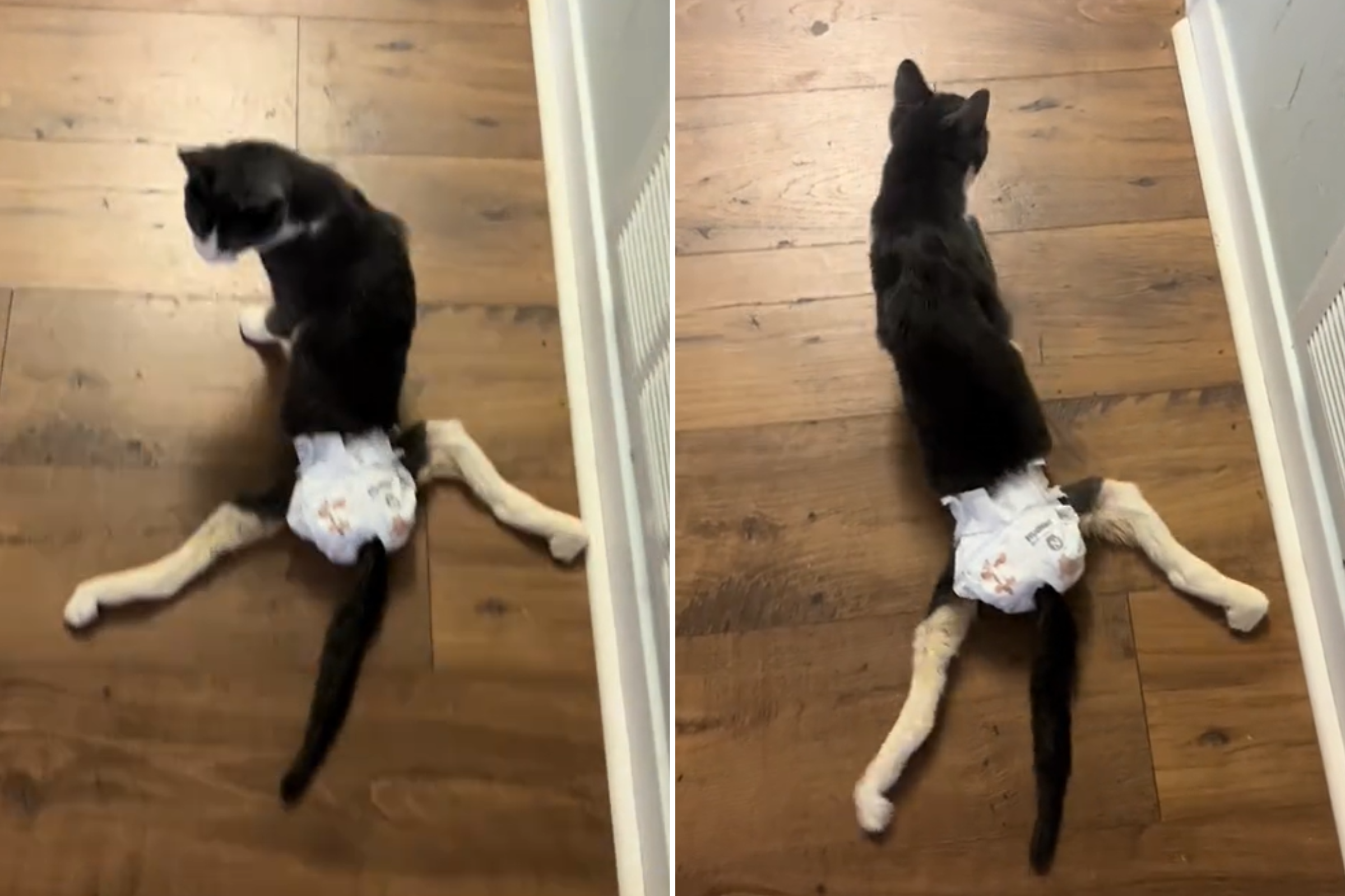 Woman Shows How Her Two Paralyzed Cats Live Life 'To the Fullest ...