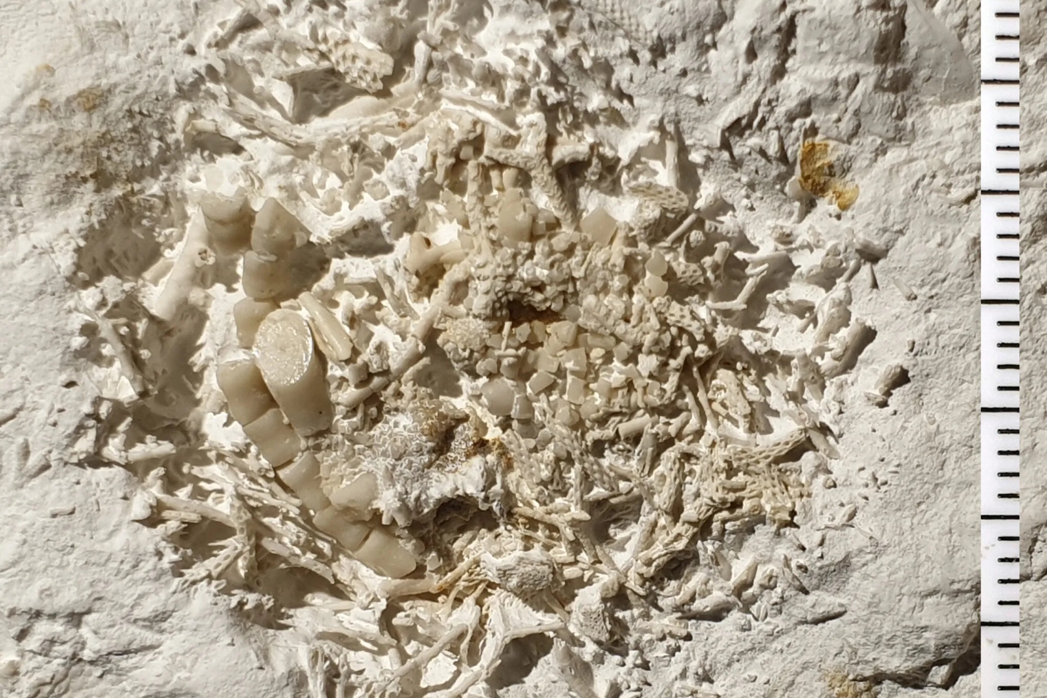 What Does 66 Million-Year Old Fossilized Vomit Tell Us? - Newsweek