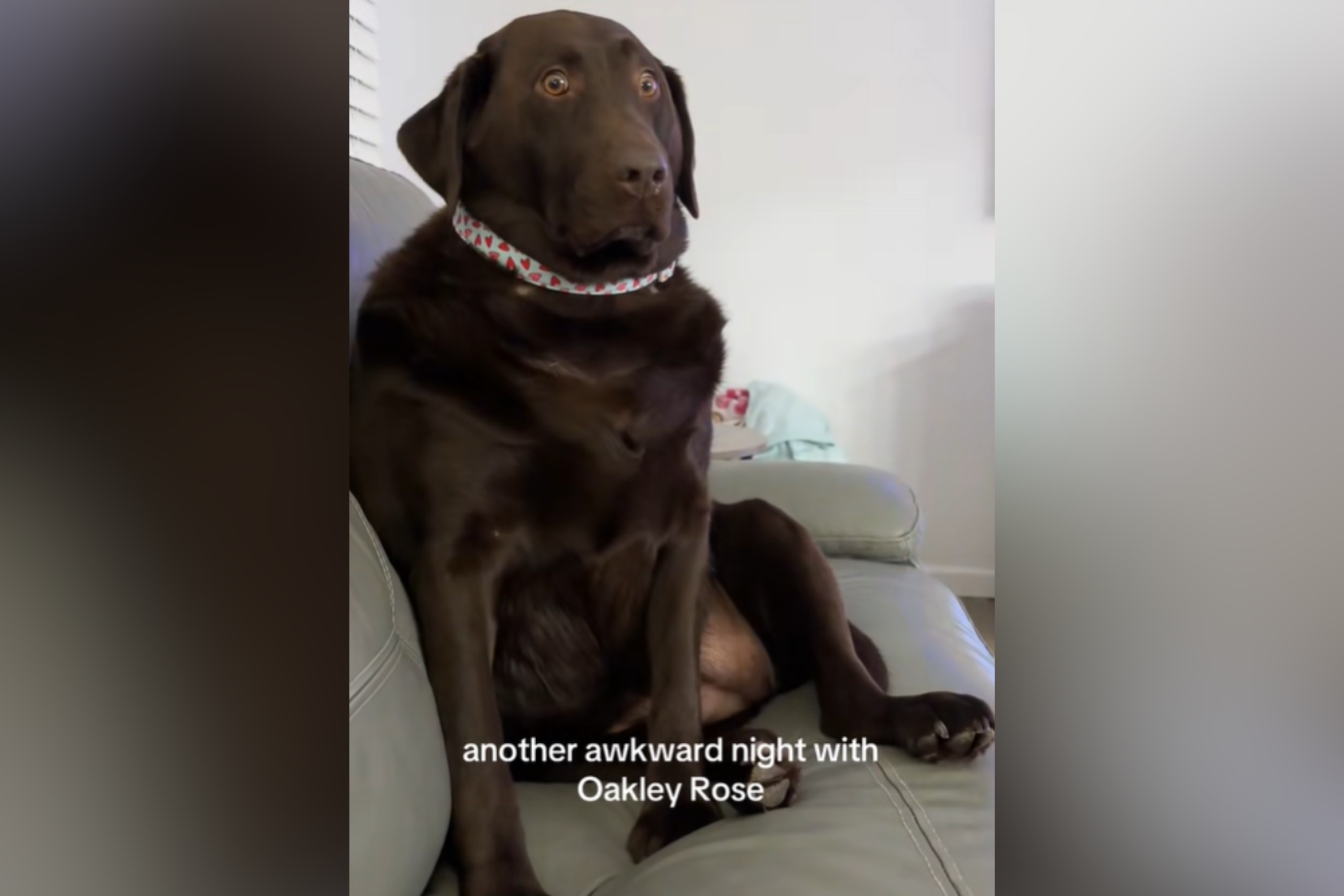 Internet Obsessed With Dog That Looks Genuinely 'Awkward' - Newsweek