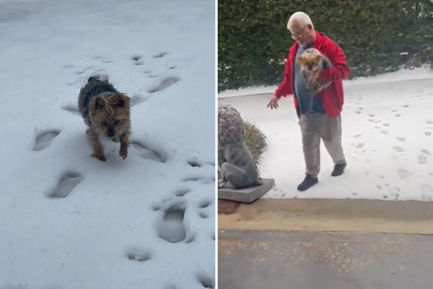 Yorkshire Terriers Enjoying a Snow Day Win Pet of the Week - Newsweek