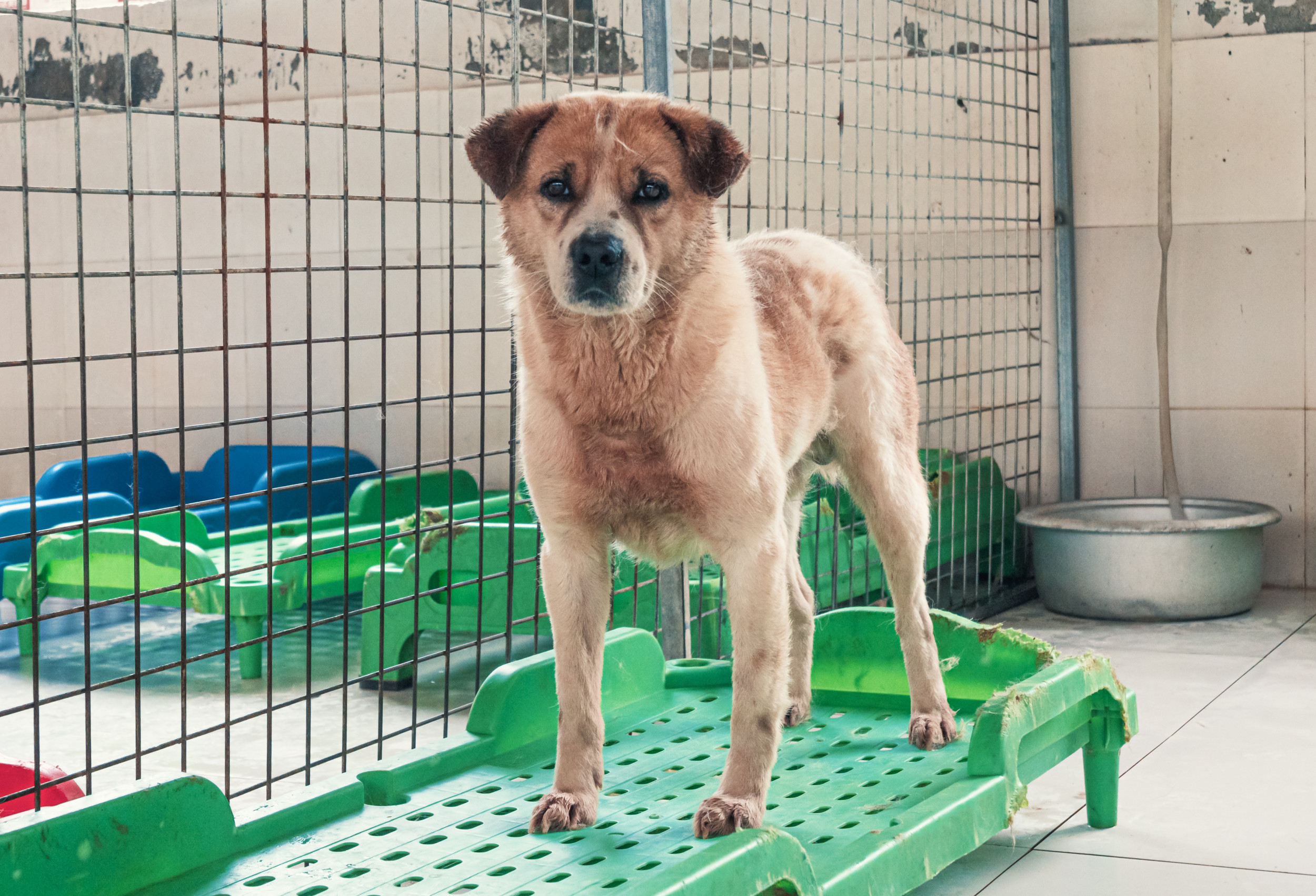 Woman Goes to Shelter to Foster Puppy, Leaves With 15-Year-Old Dog ...