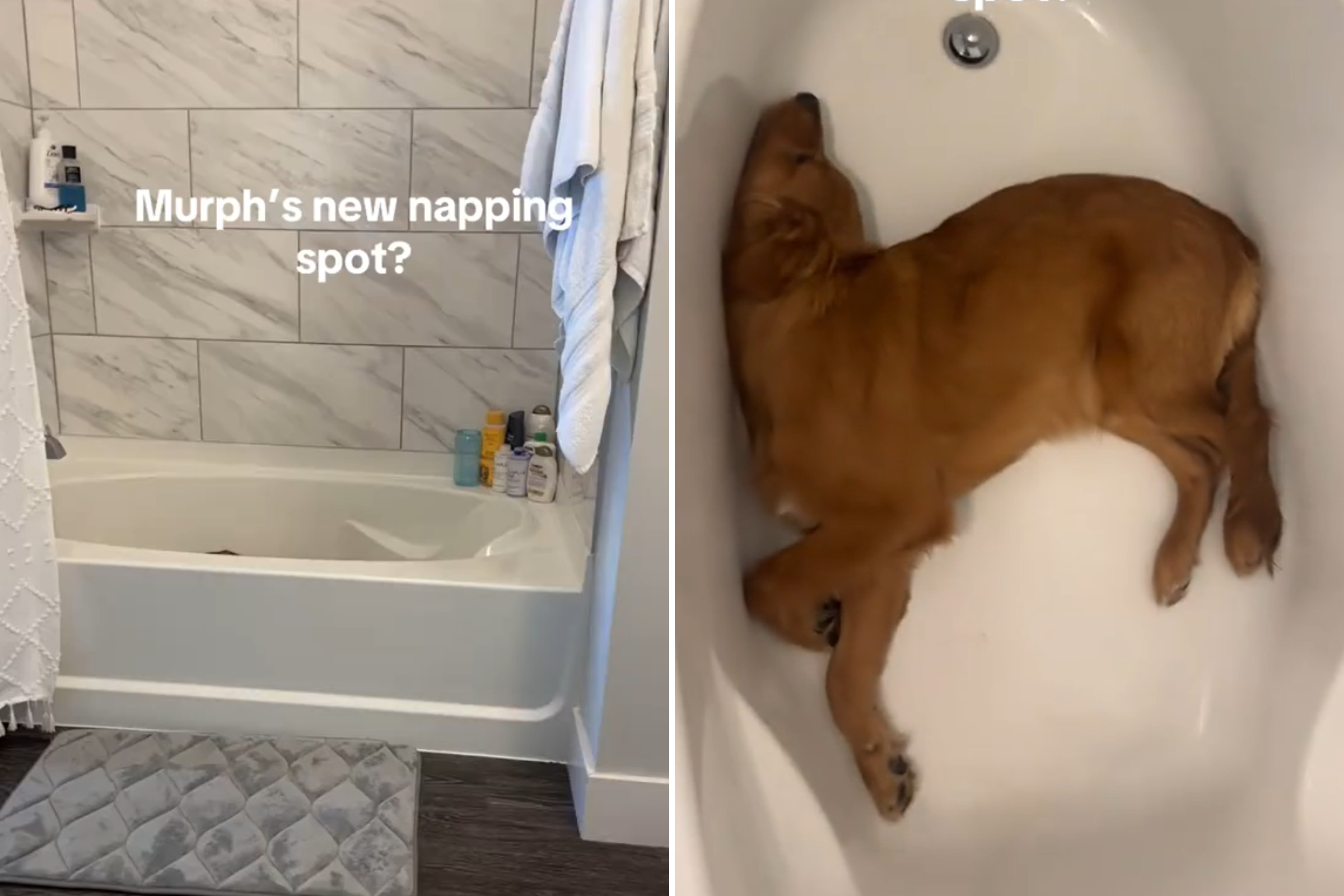 Hysterics at Where Owner Finds Golden Retriever Puppy Napping: 'New One ...