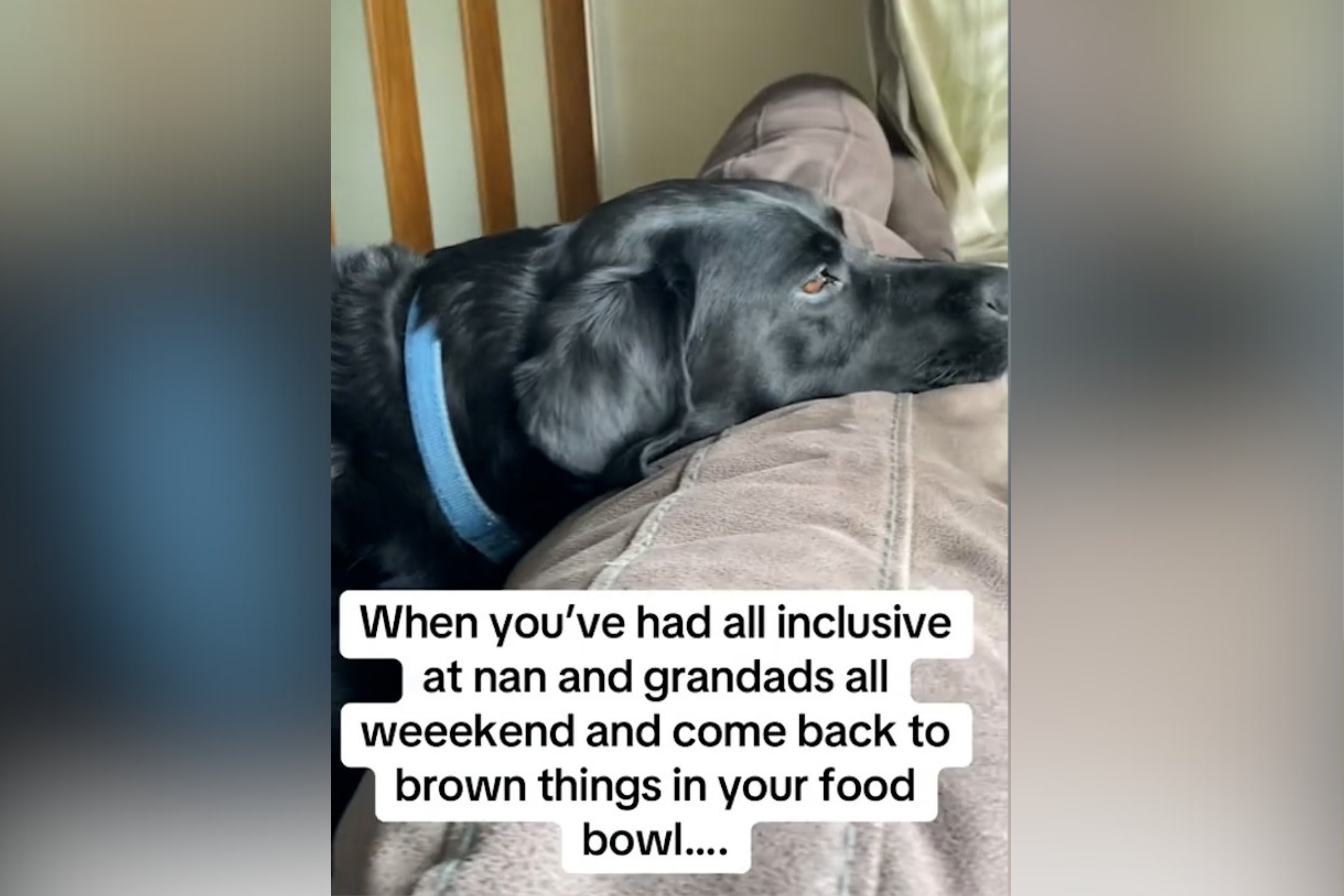 Dog Sulking After Returning Home From Weekend at Grandma's Delights ...