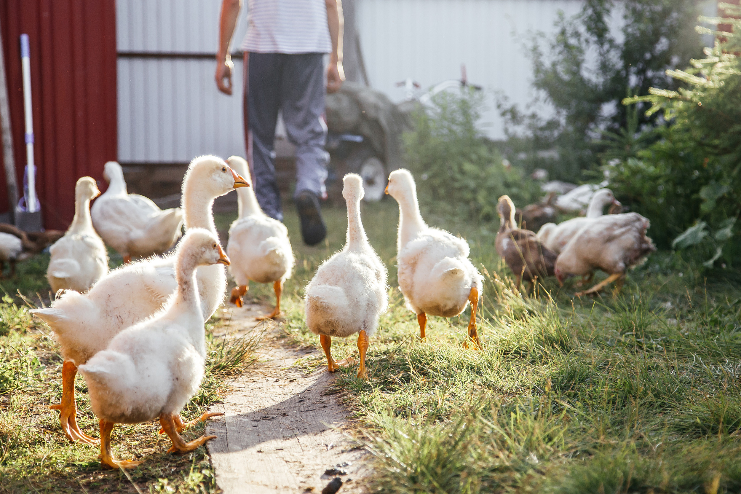 Owner Fakes Fainting, Geese React Like It's the End of the World - Newsweek