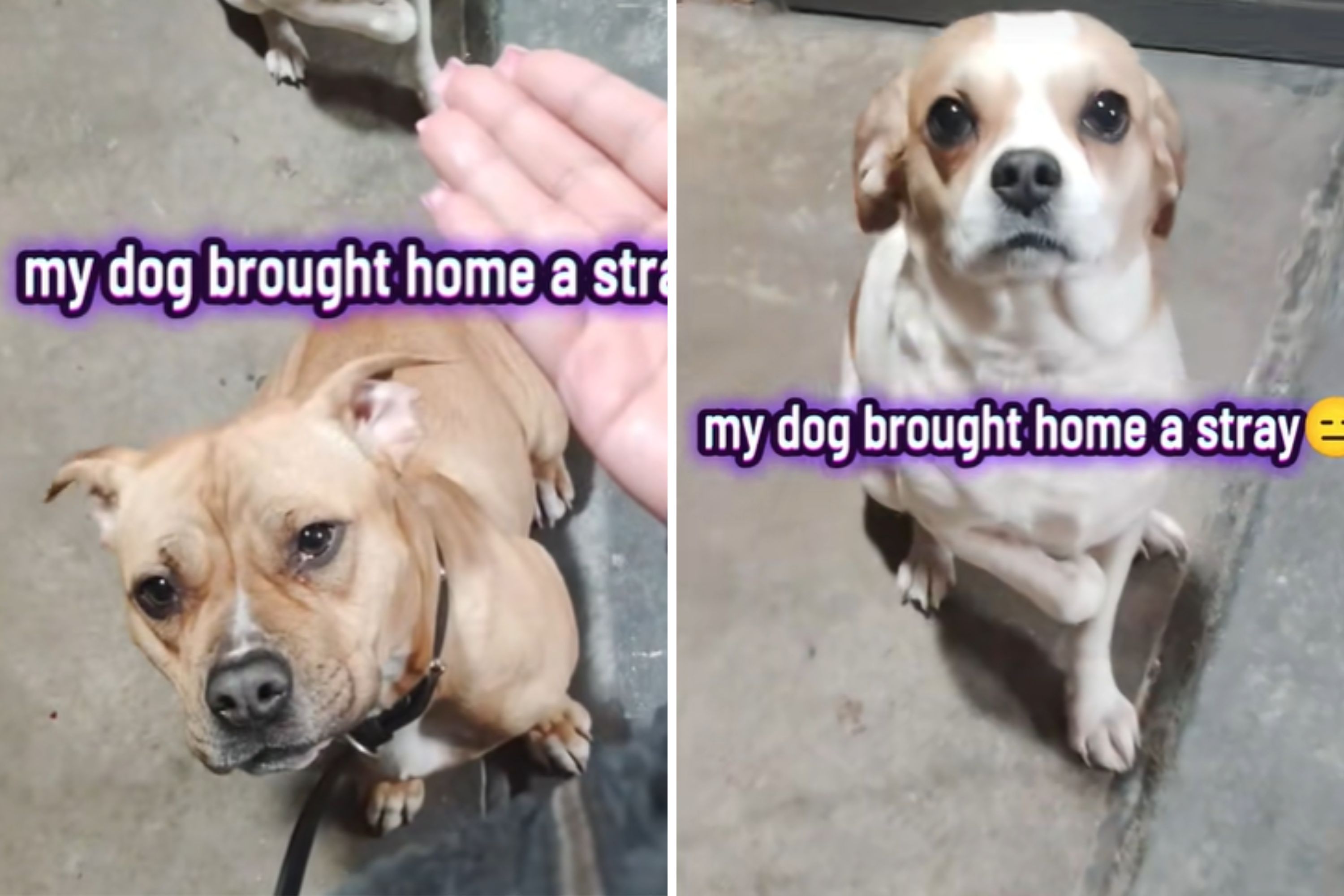 Pup Who 'Wants To Save Every Dog' Brings a Stray Home to His Owner ...