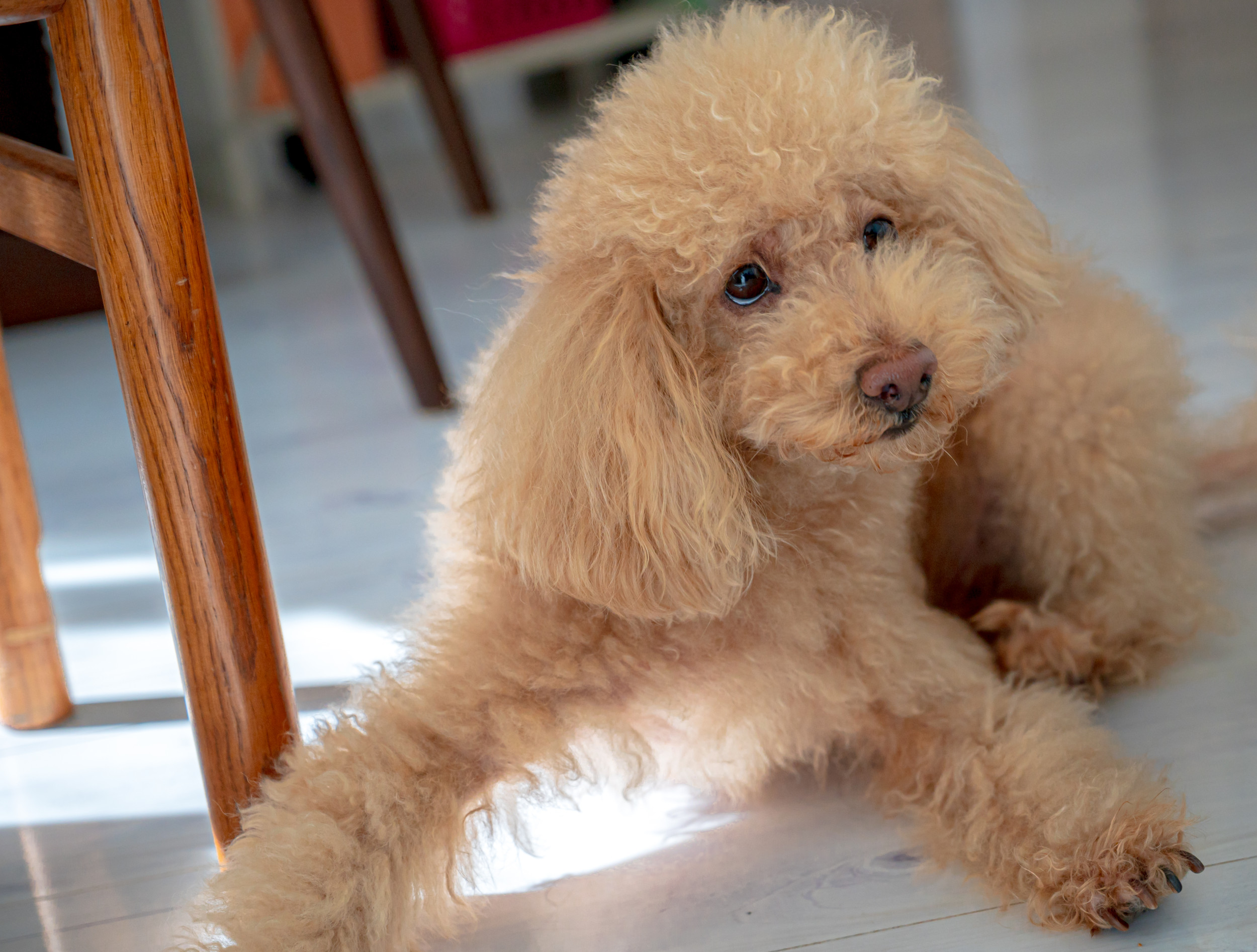 Protective Dog Mom Keeps Dad Away From Puppies in Heartwarming Clip ...