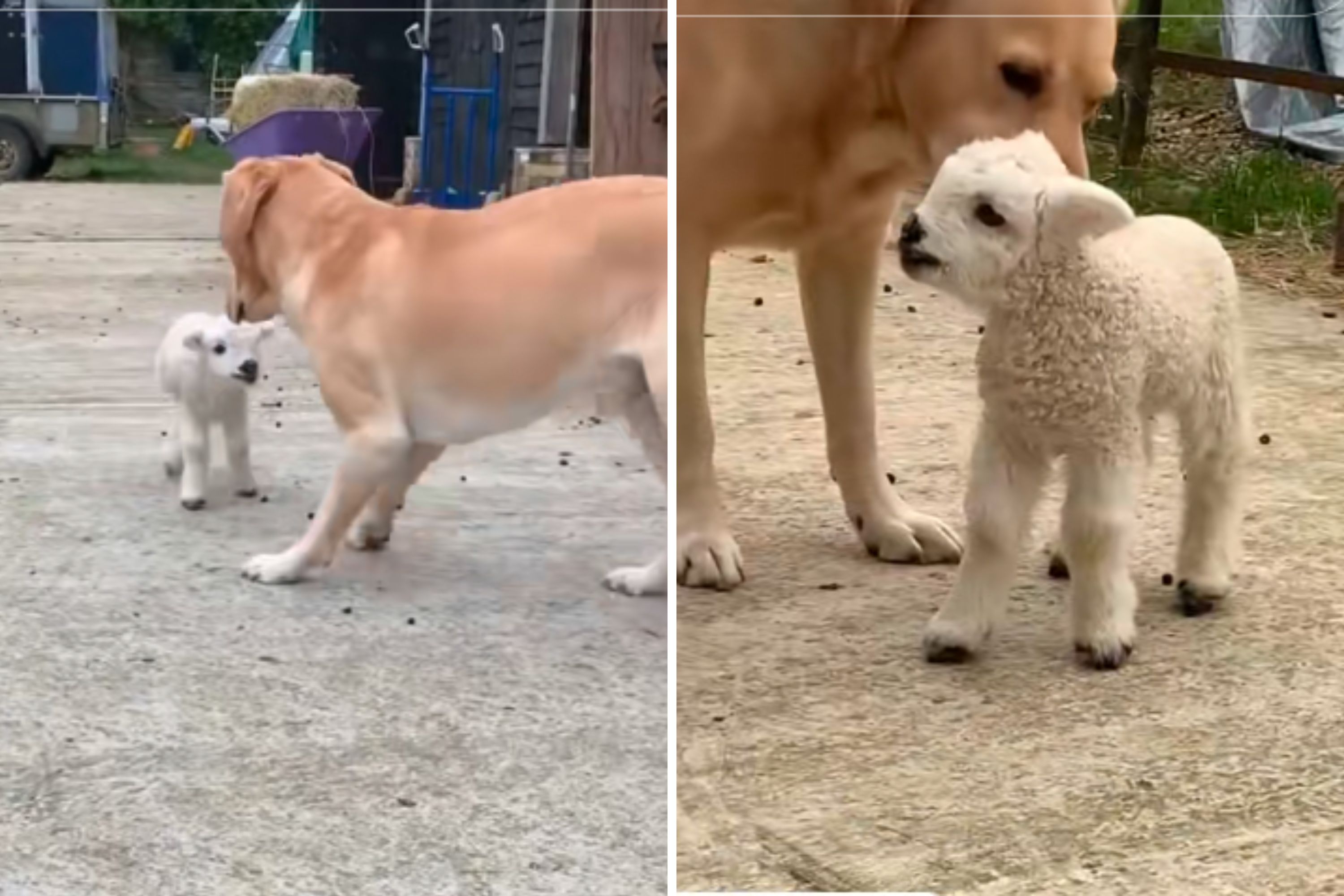 Orphaned Lamb Rejected by Other Sheep Gets Adopted by 'Gentle' Dog ...