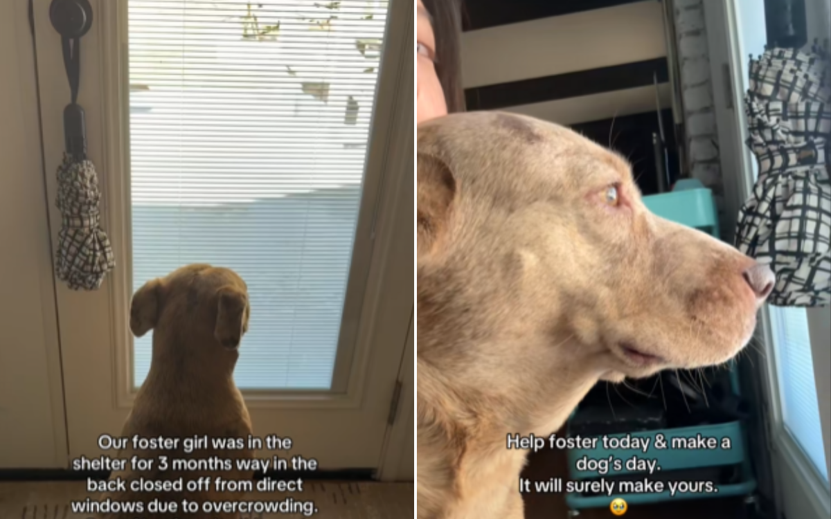 Foster Dog Develops Sweetest Habit Since Leaving Crowded Shelter ...