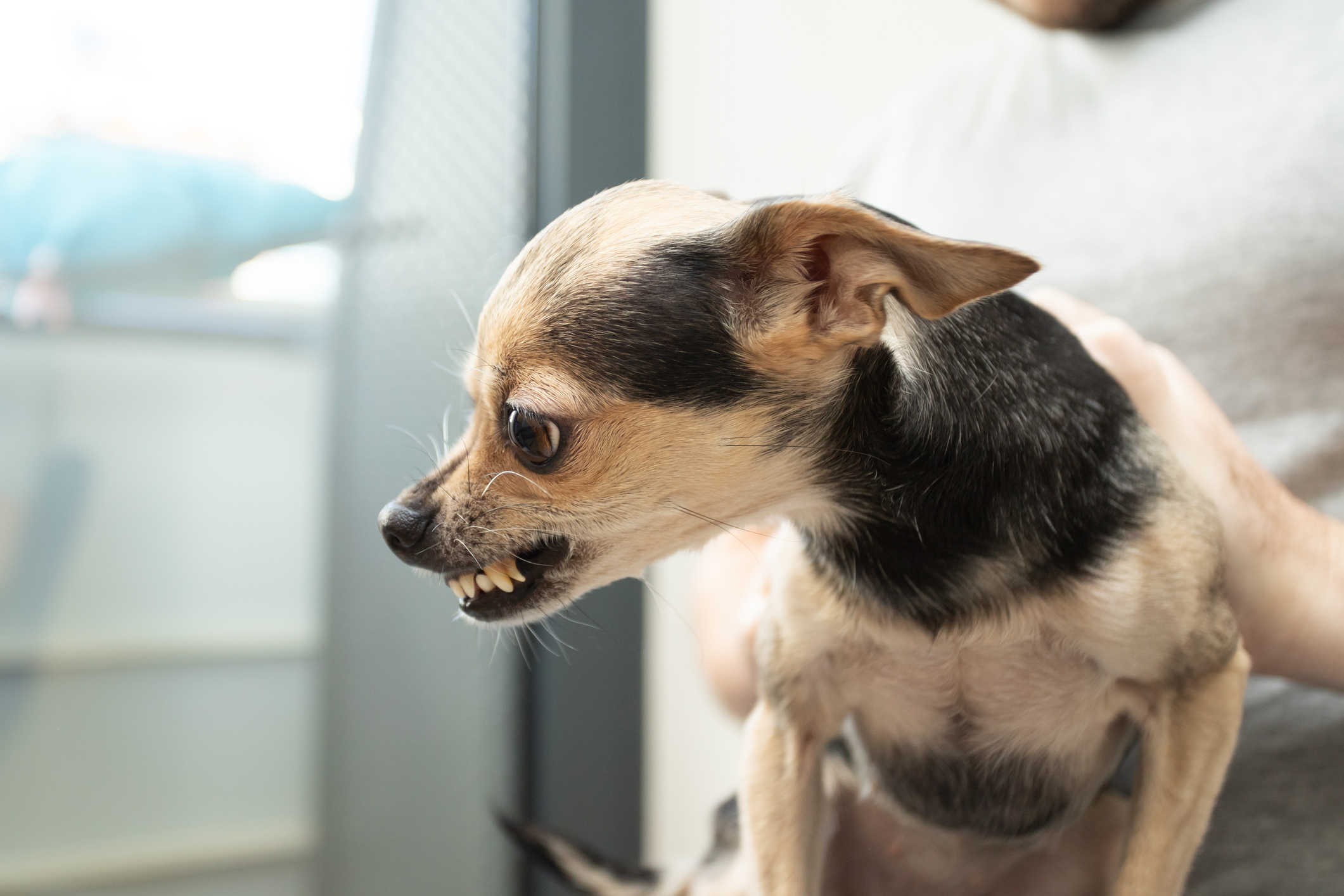 Animal Behaviorist Explains How To Tell if Your Dog Is Mad at You ...