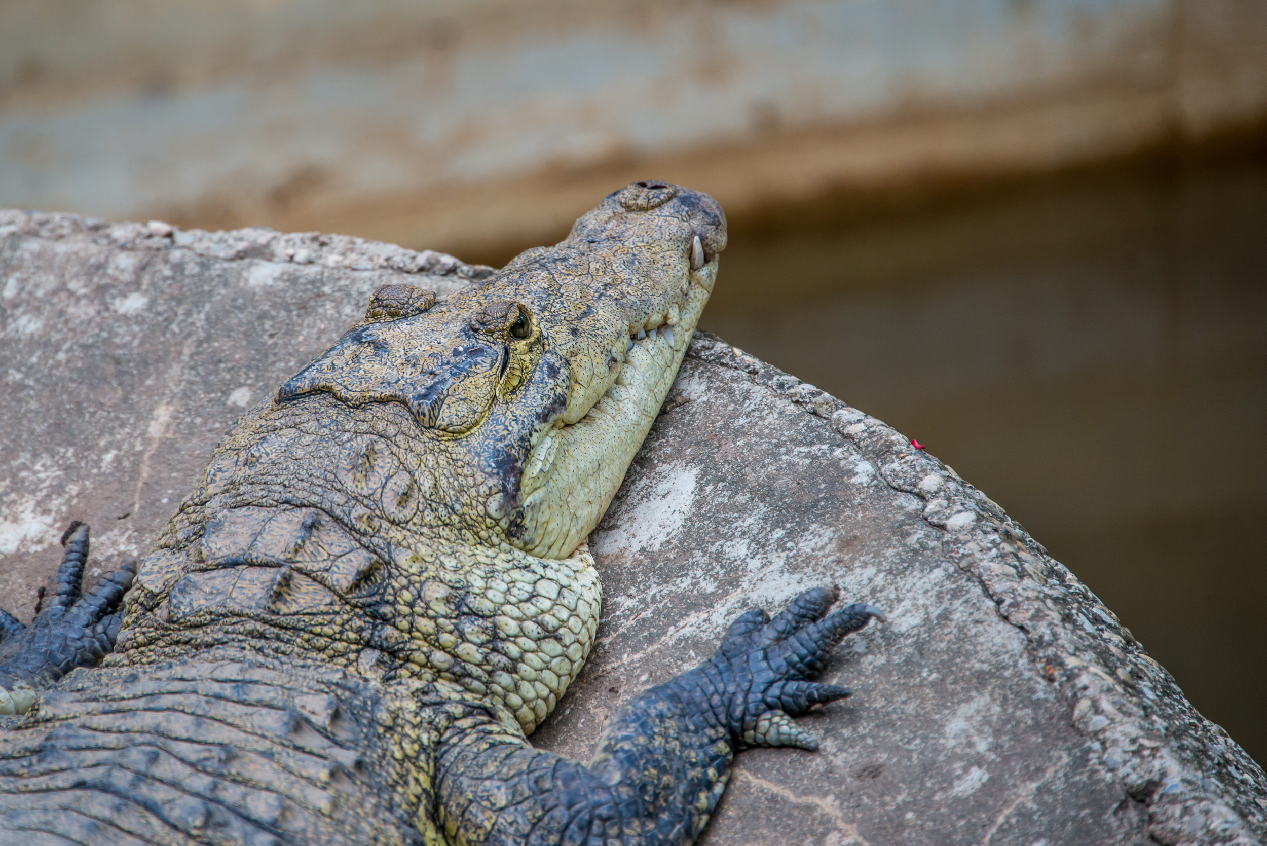 Internet Goes Into Meltdown as Woman Swims in Mexican River Near ...