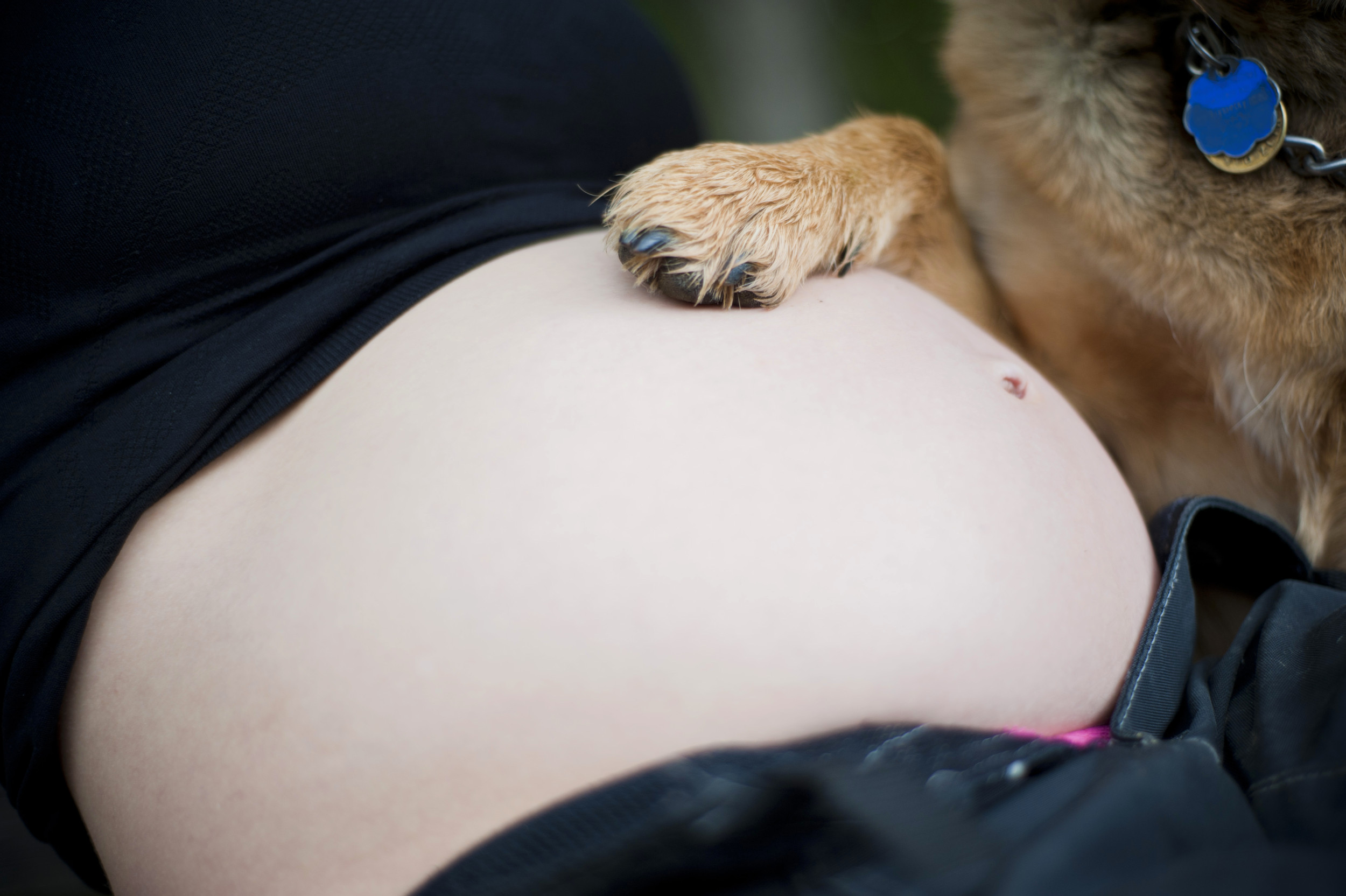Hearts Melt at How German Shepherd Prepares to Become Big Sibling ...