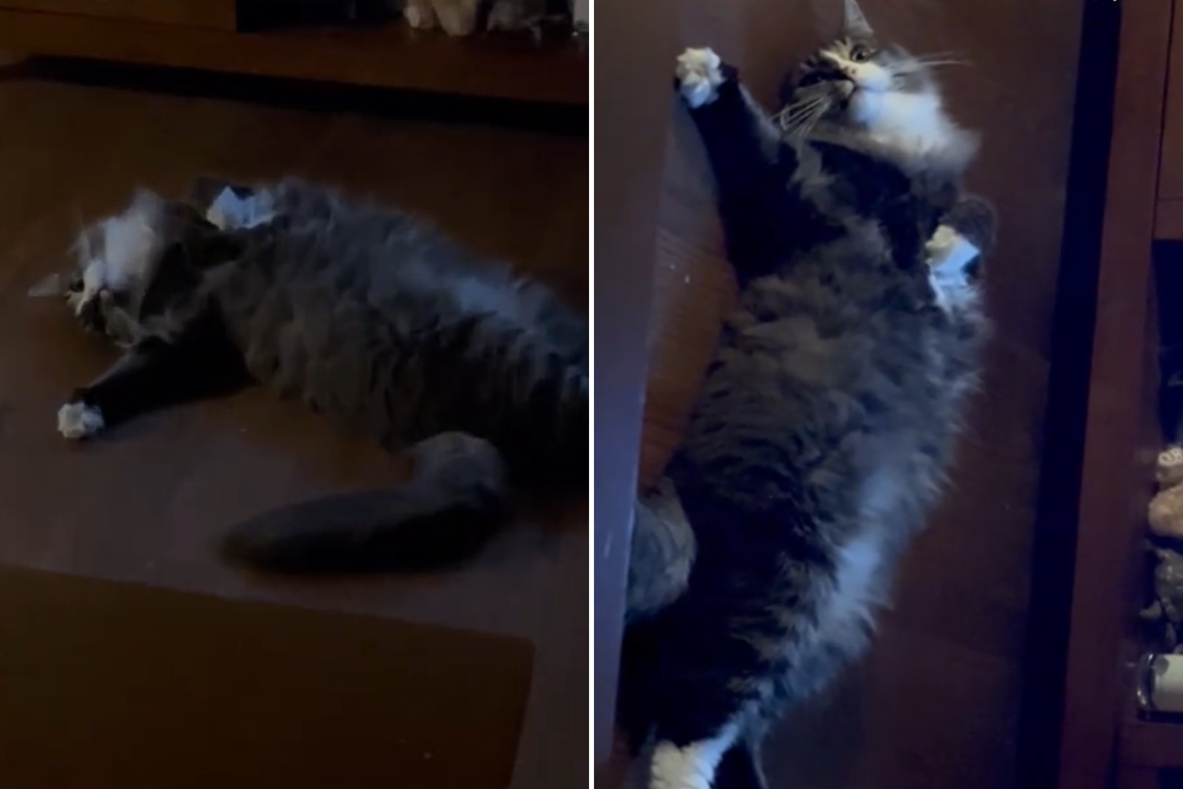 Cat Pretends to Be on 'Brink of Death' After Owner Stops Playing - Newsweek