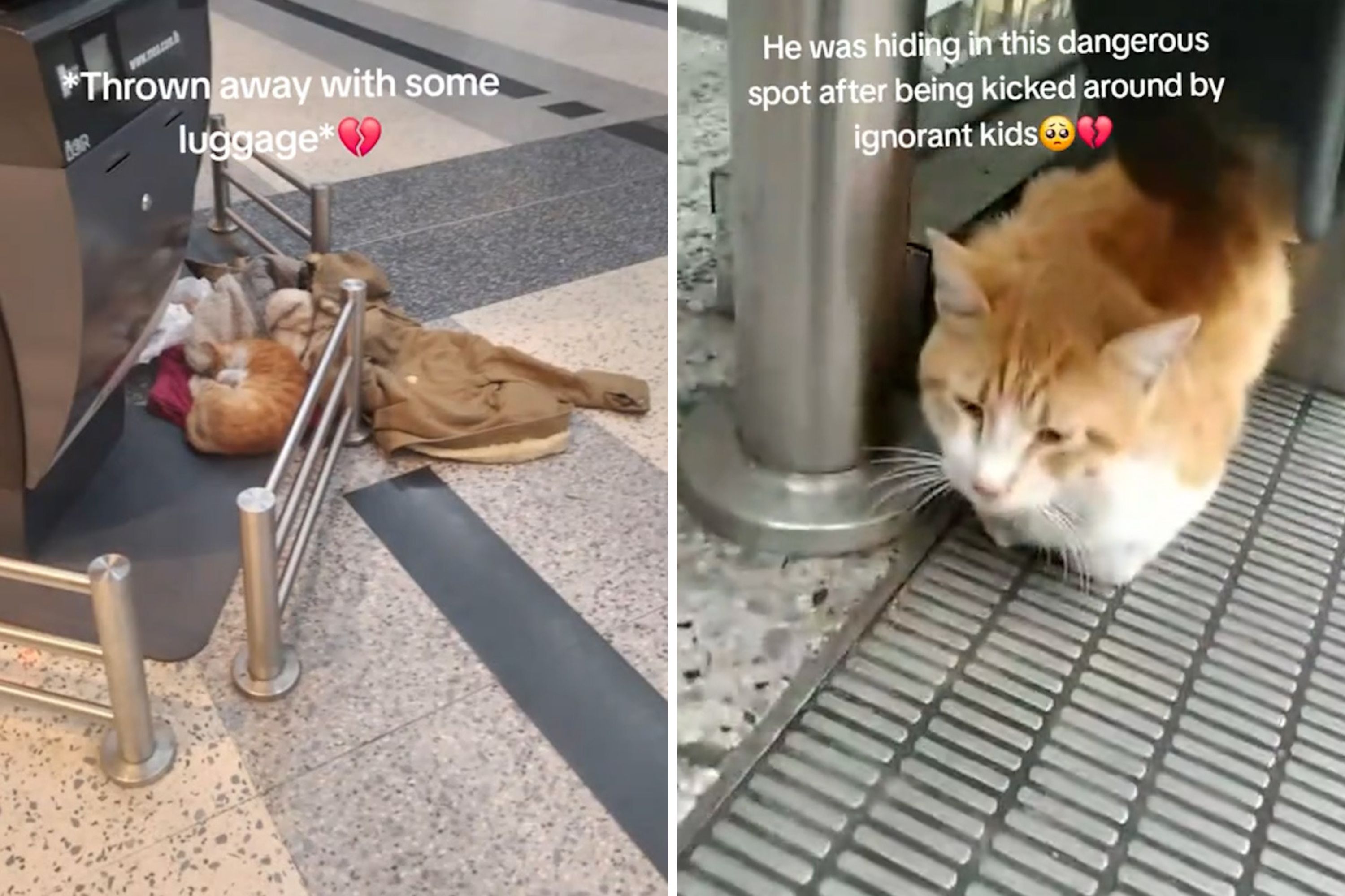 Oscar The Cat Found Dead