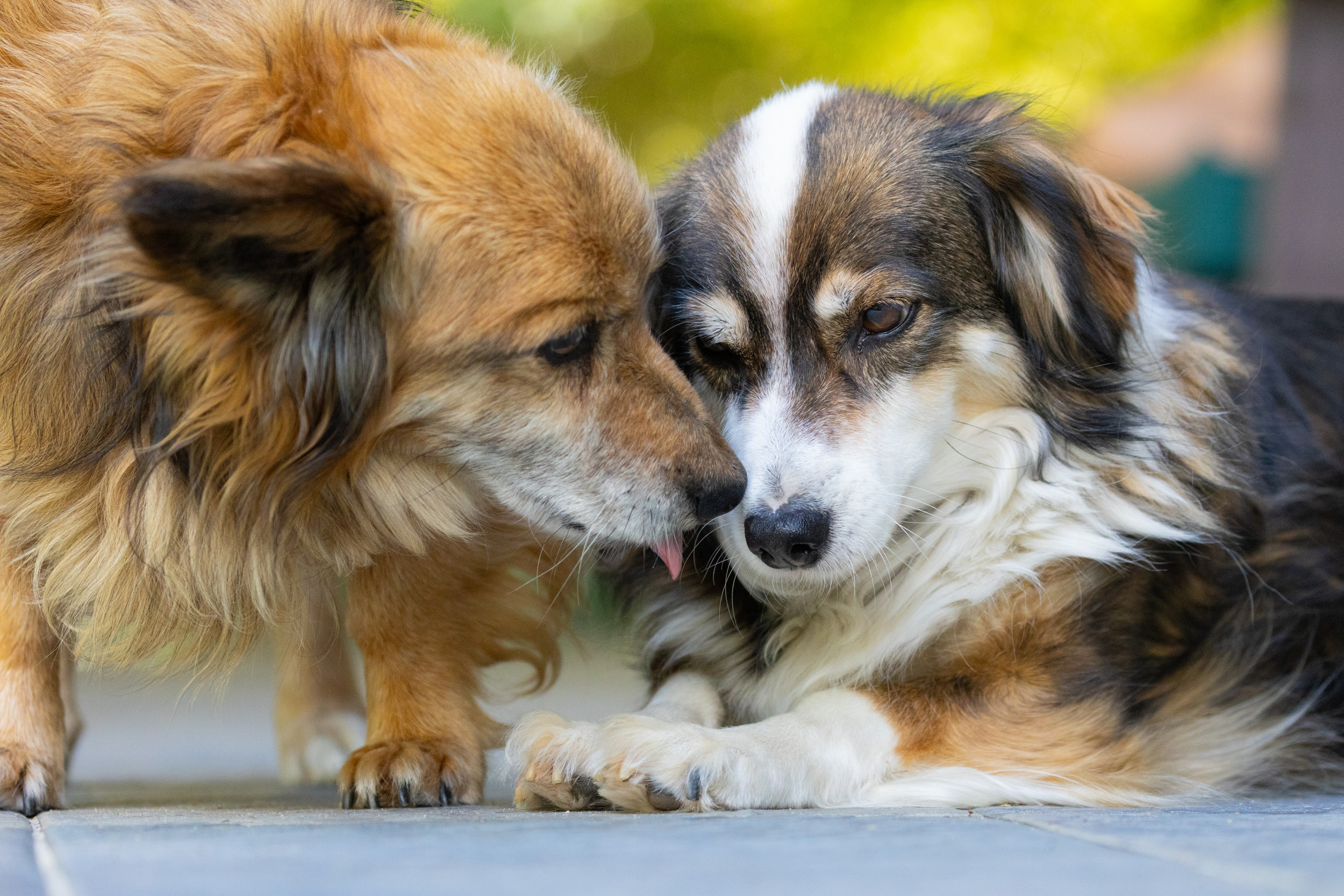 Two dogs' office romance captivates social media users | News Minimalist