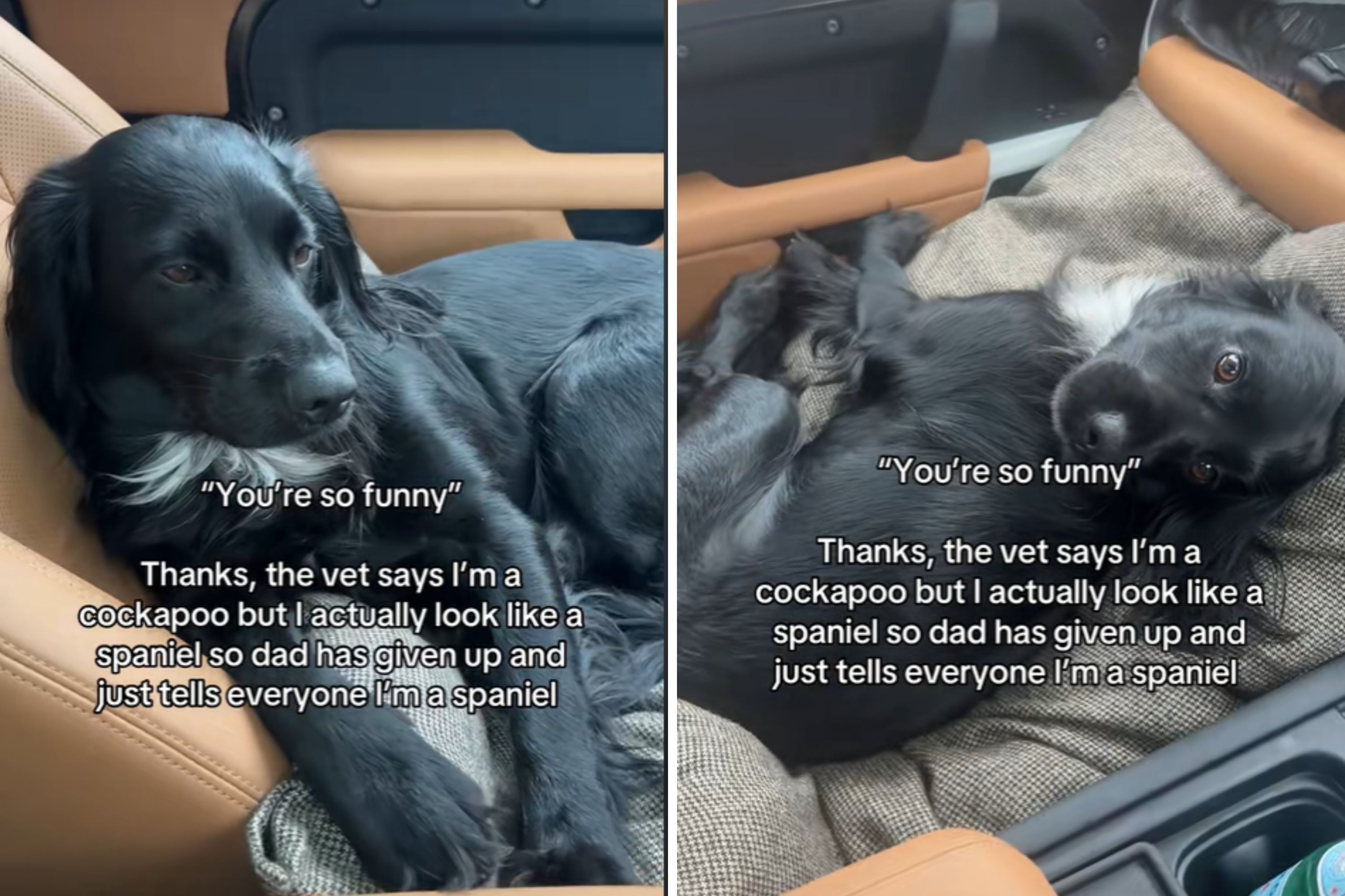 Vet Reveals Dog's True Breed, But Owner Still Tells People He's a ... Vet Reveals Dog's True Breed, But Owner Still Tells People He's a ...