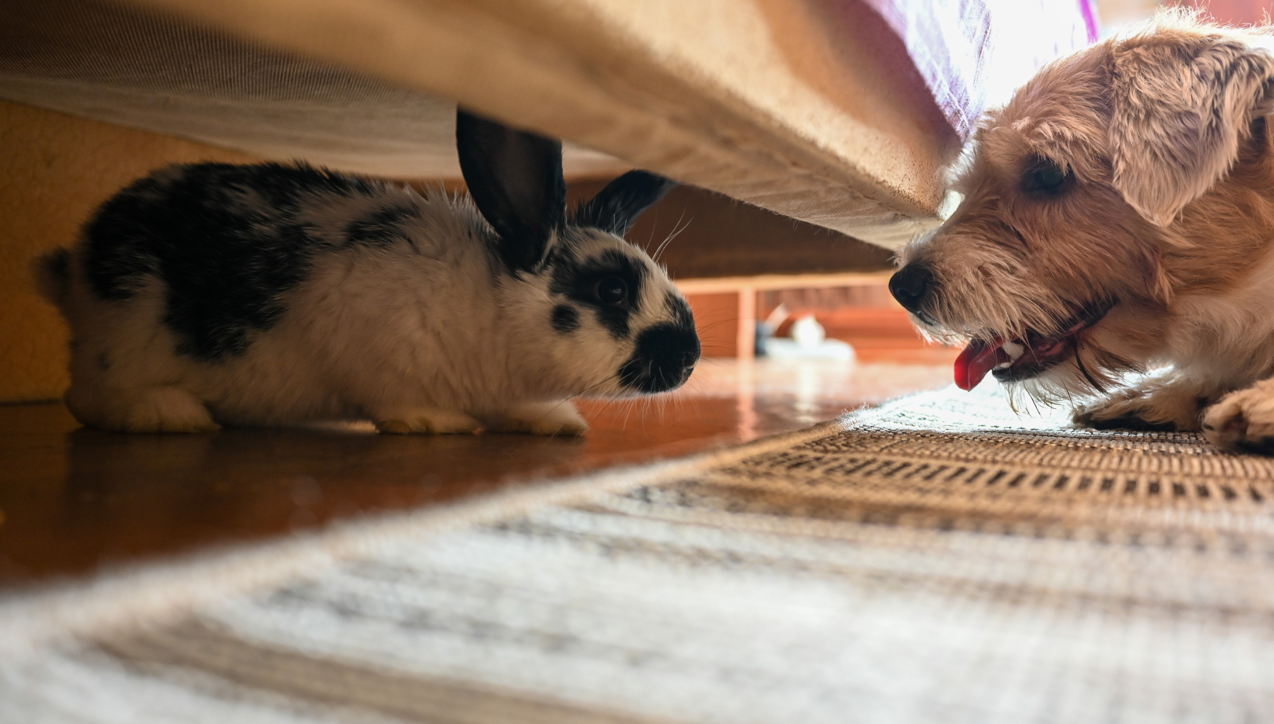 Golden Retriever and Bunny Become Siblings, Owner Shares 12-Month ...