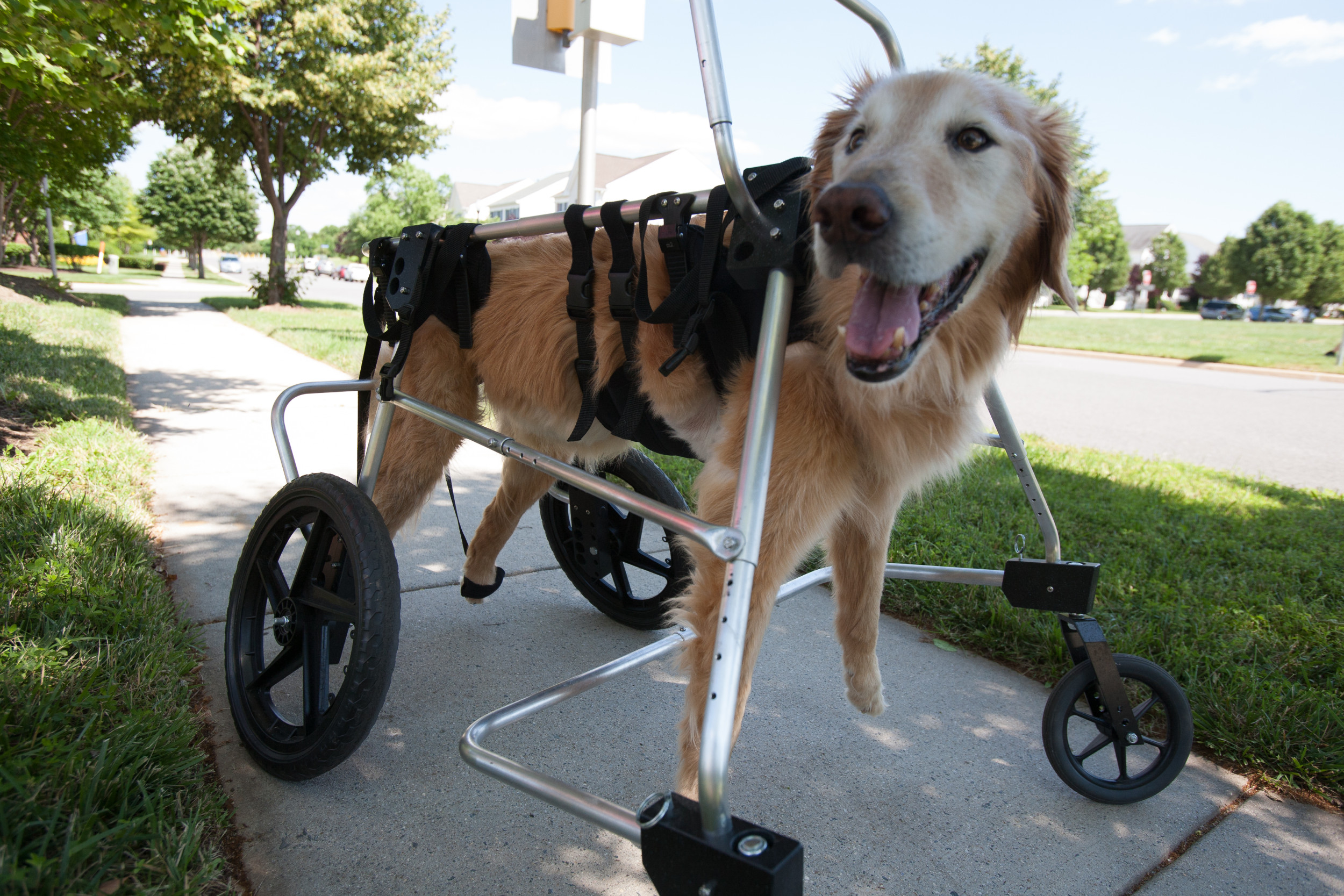 Tears at Paralyzed Dog Standing for Five Seconds: 'So, So Proud' - Newsweek