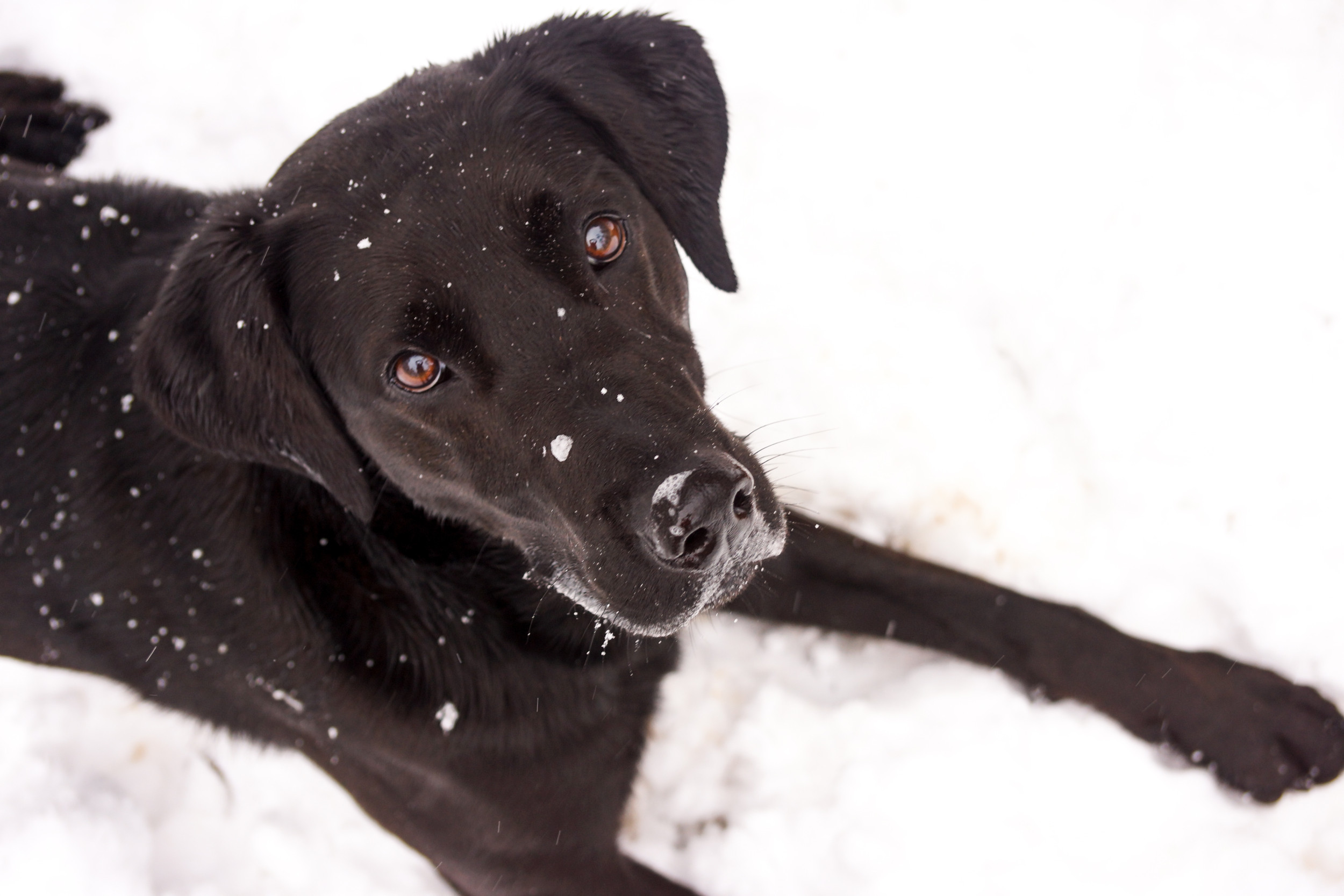 Internet Obsessed With Shivering Labrador After '10 Seconds' in the ...