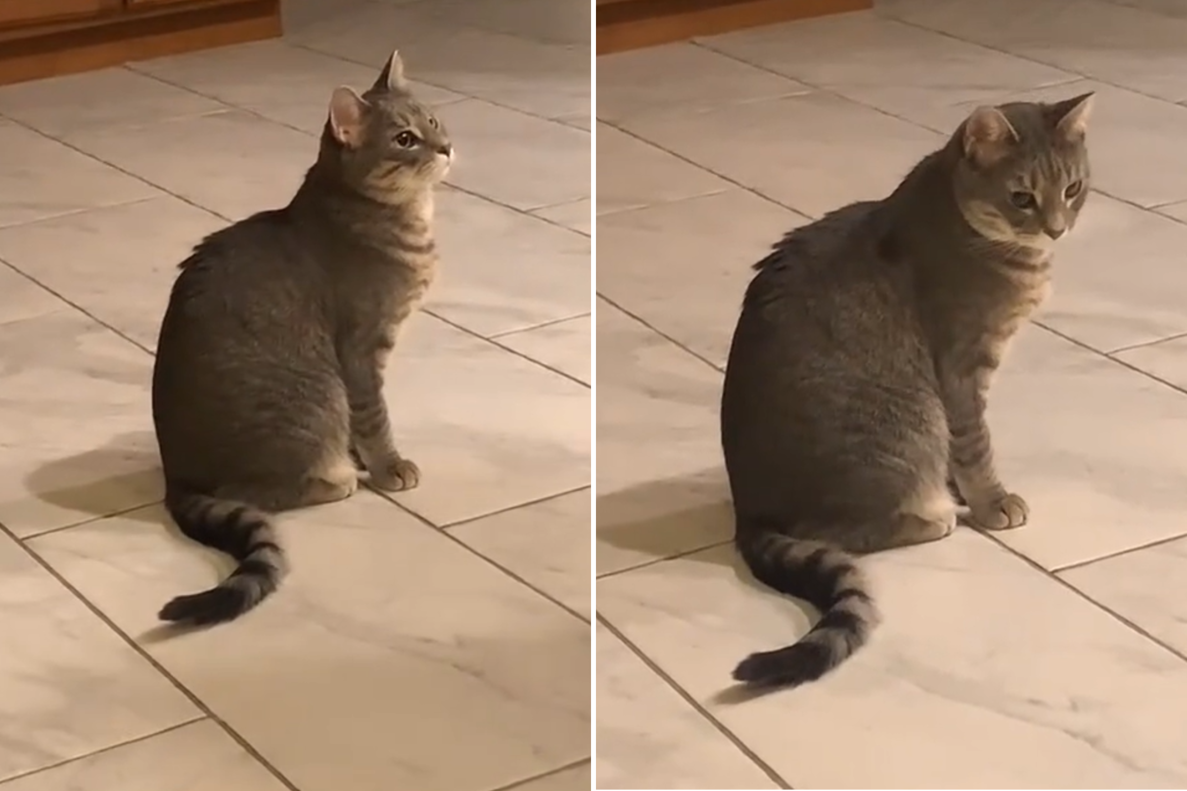 Hysterics at Cat's Reaction to Owners Up for Breakfast by 5 a.m. for ...